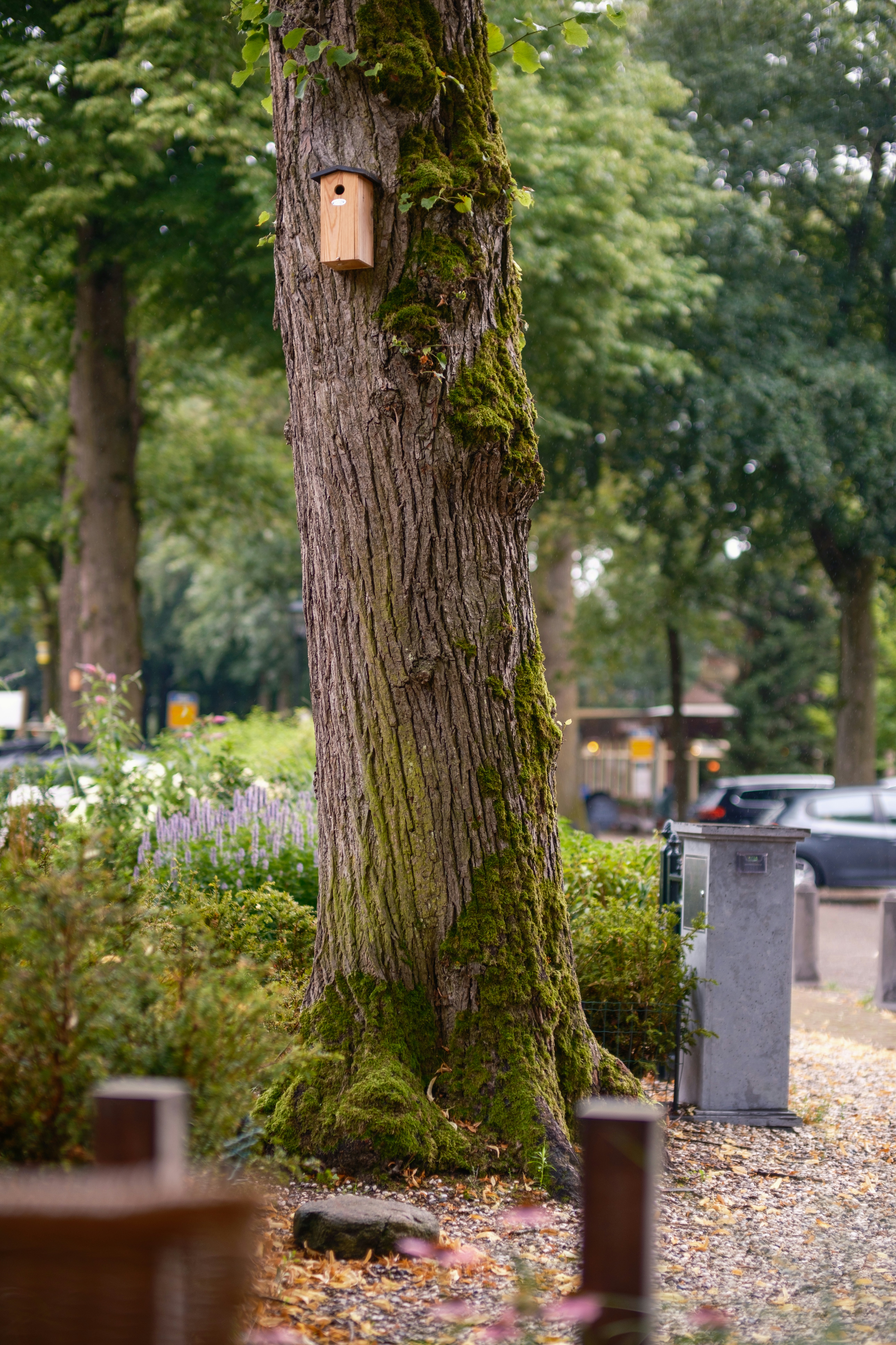 Moss-Cpeled Trunk with Birdhouse Beacon in a Quiet Park