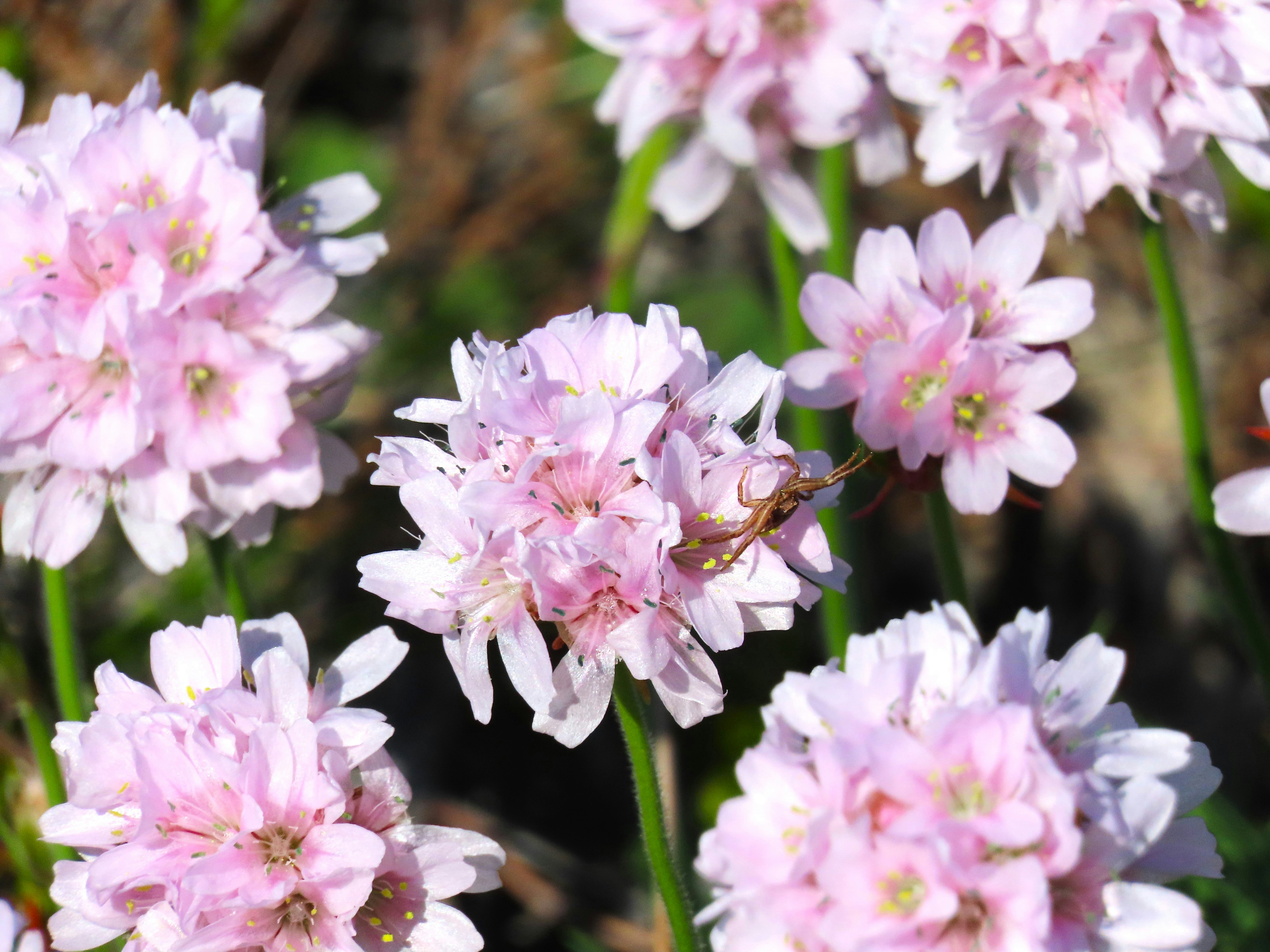 Pink Petal Mosaic: A Tiny Hunter Among Spring Blooms
