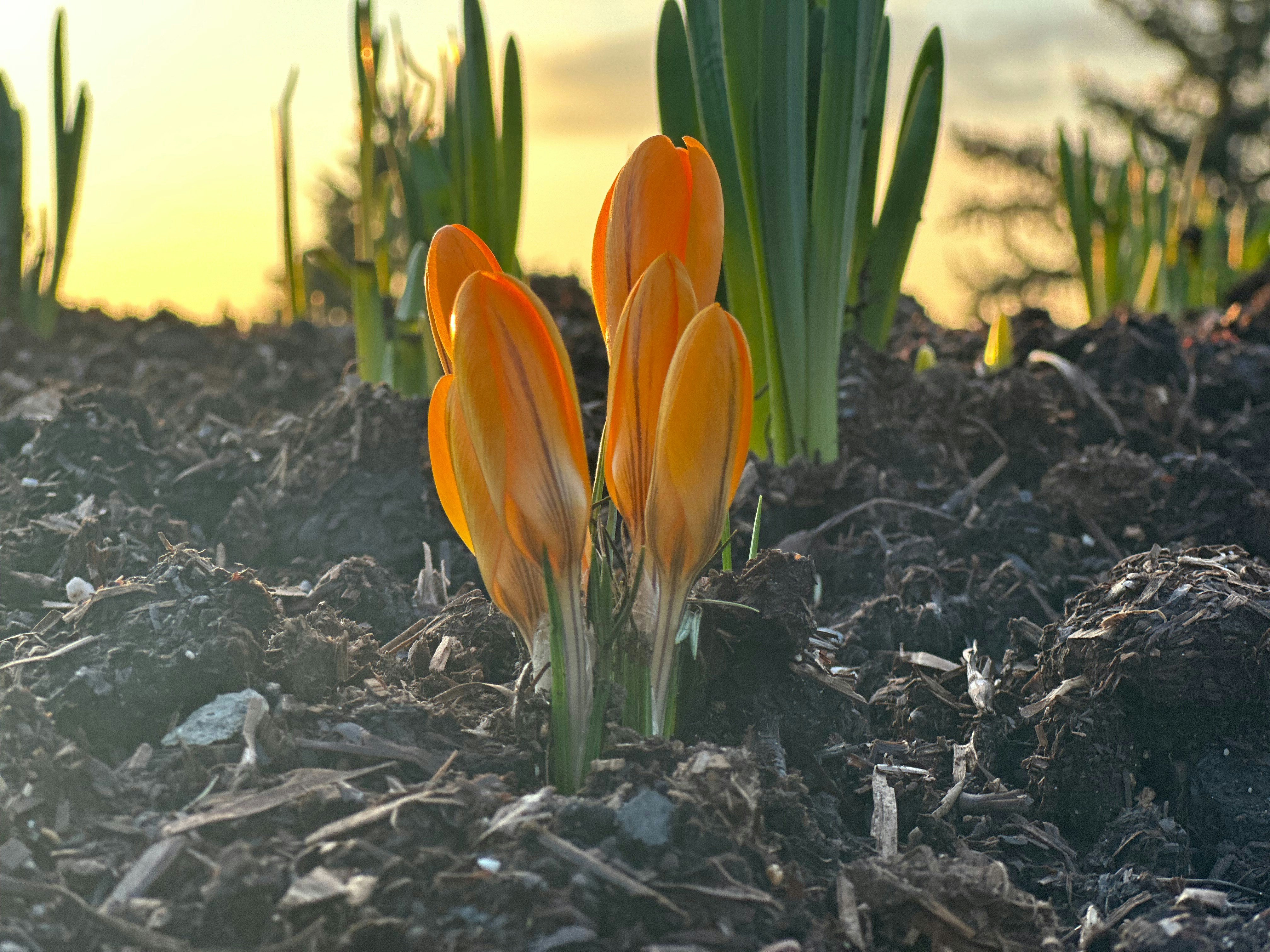 Dawn-Born Tulips: Orange Buds Rising from Rich, Quiet Soil