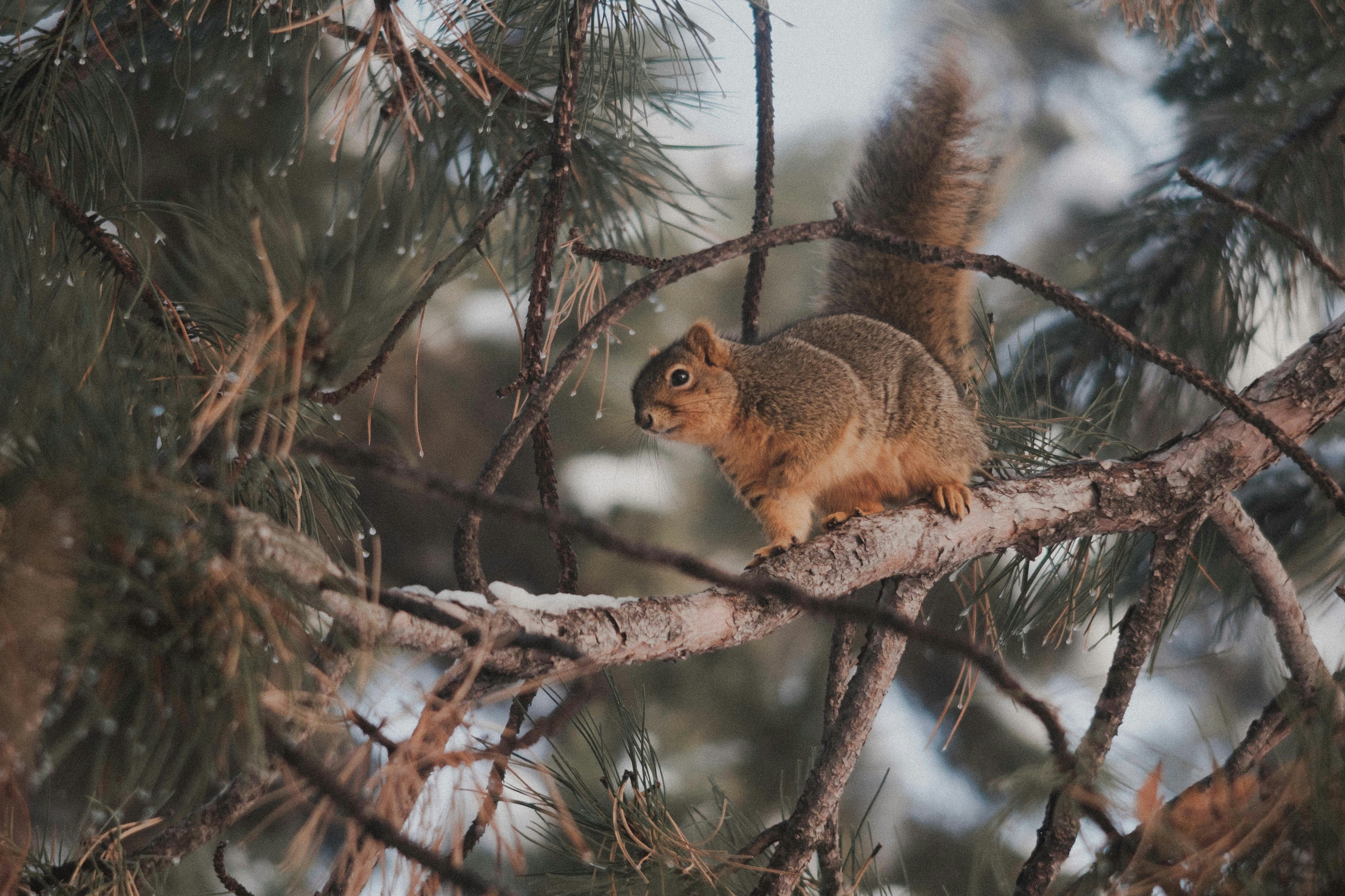 Squirrel on a Frost-Freckled Pine: A Moment of Winter Balance