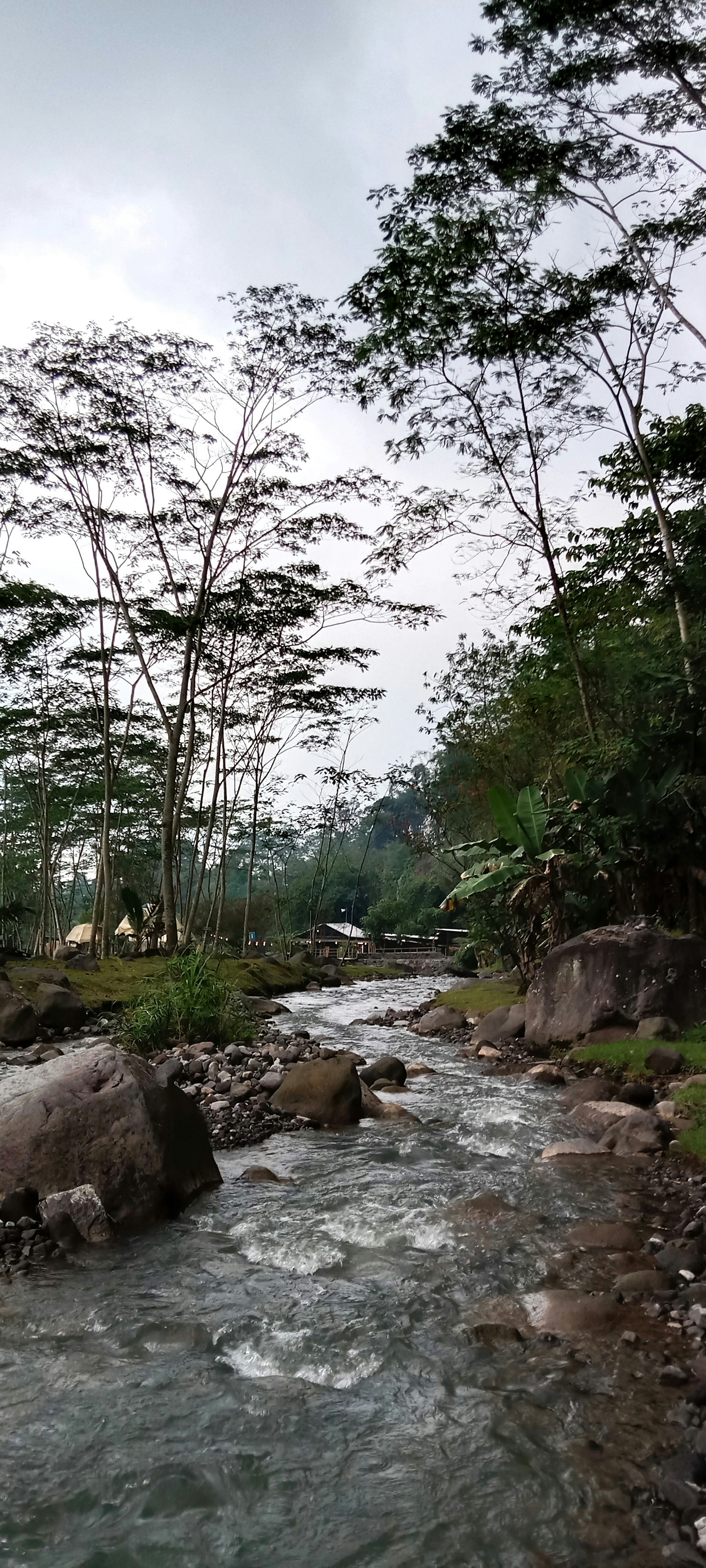 Une rivière qui coule à travers une forêt verdoyante photo – Photo La ...