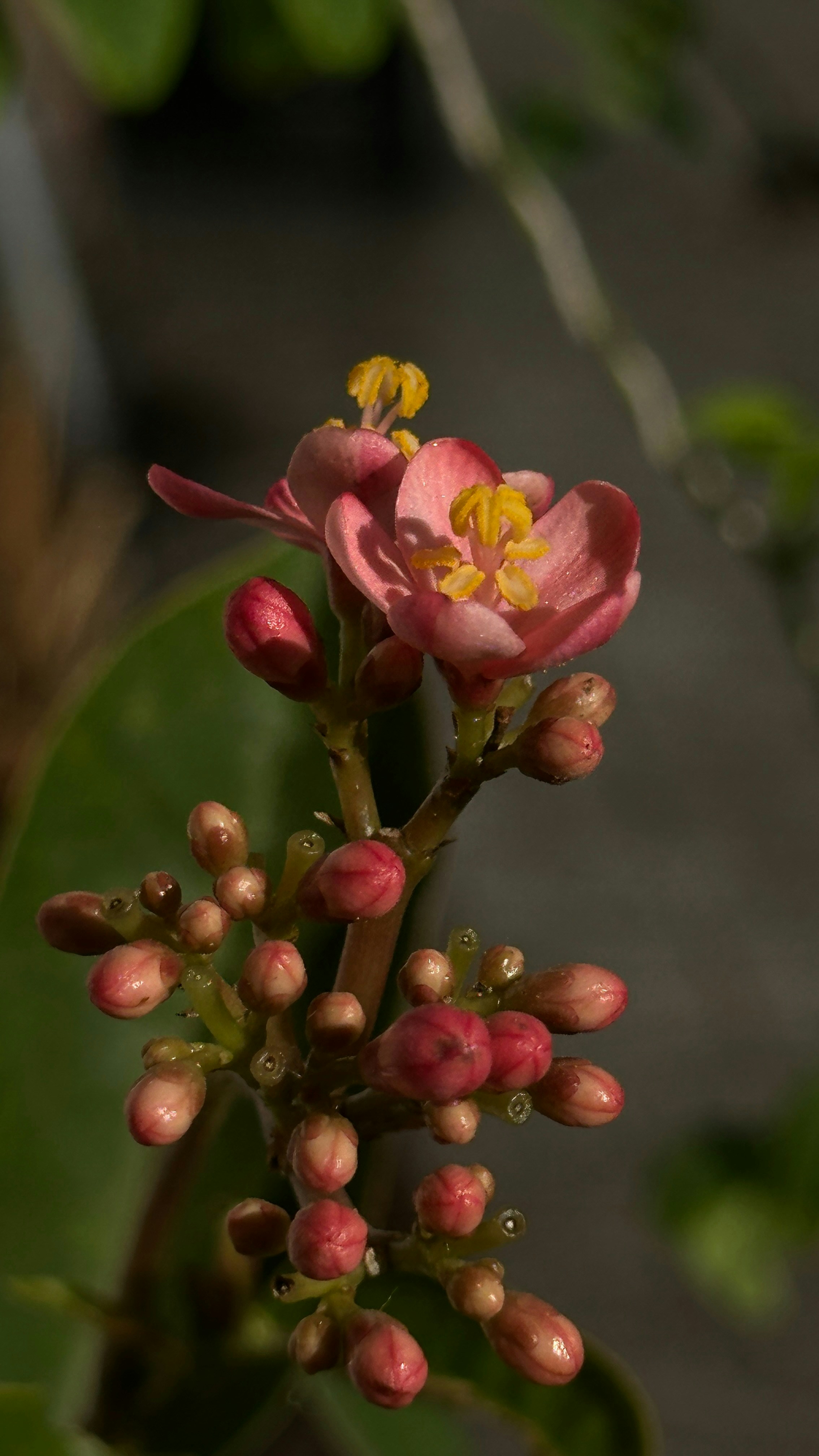 Dew-Kissed Pink Blossom: A Macro Portrait of Buds and Stamen
