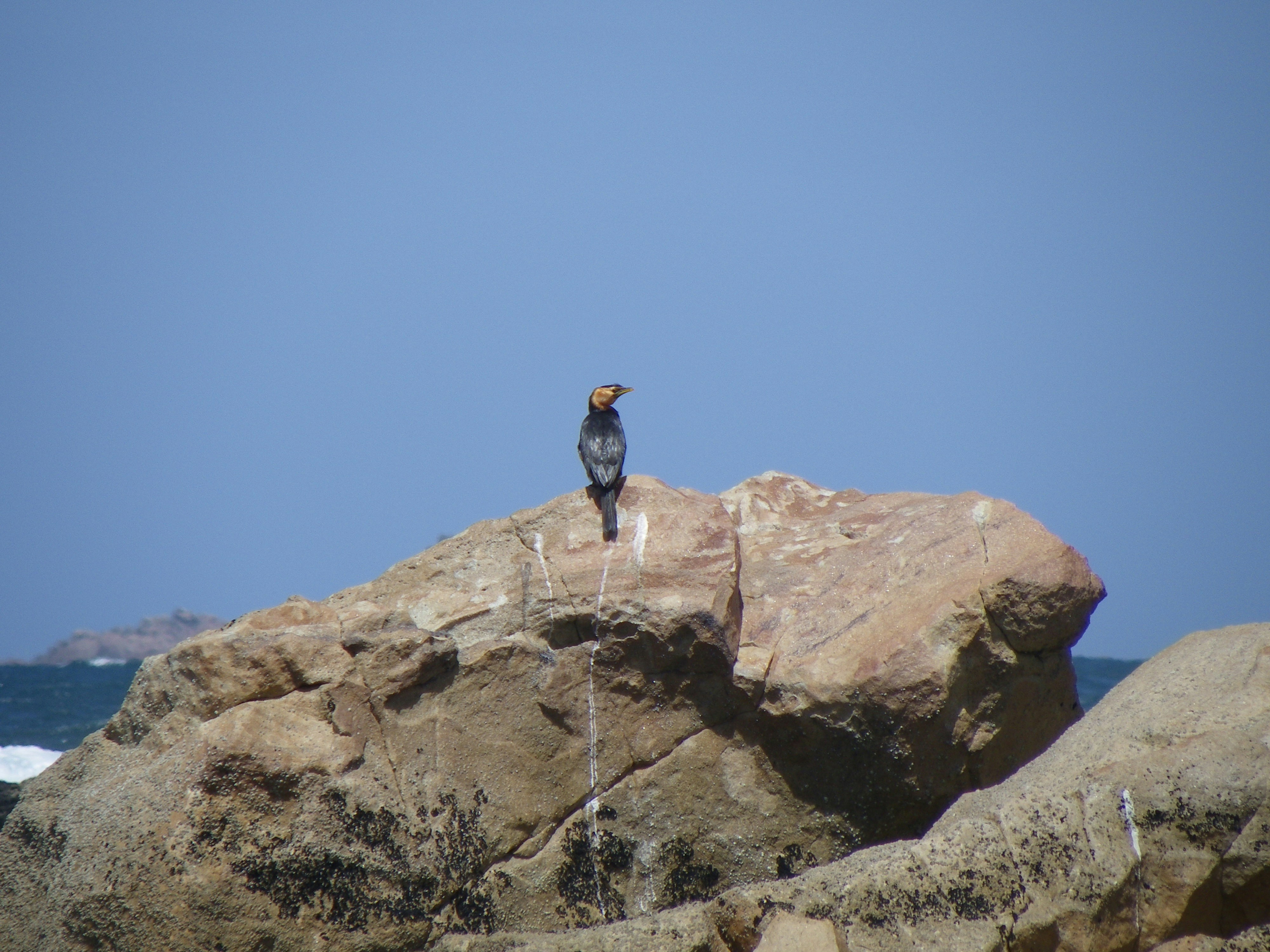 A lone cormorant perches on a rugged rock above the sea under a clear blue sky.