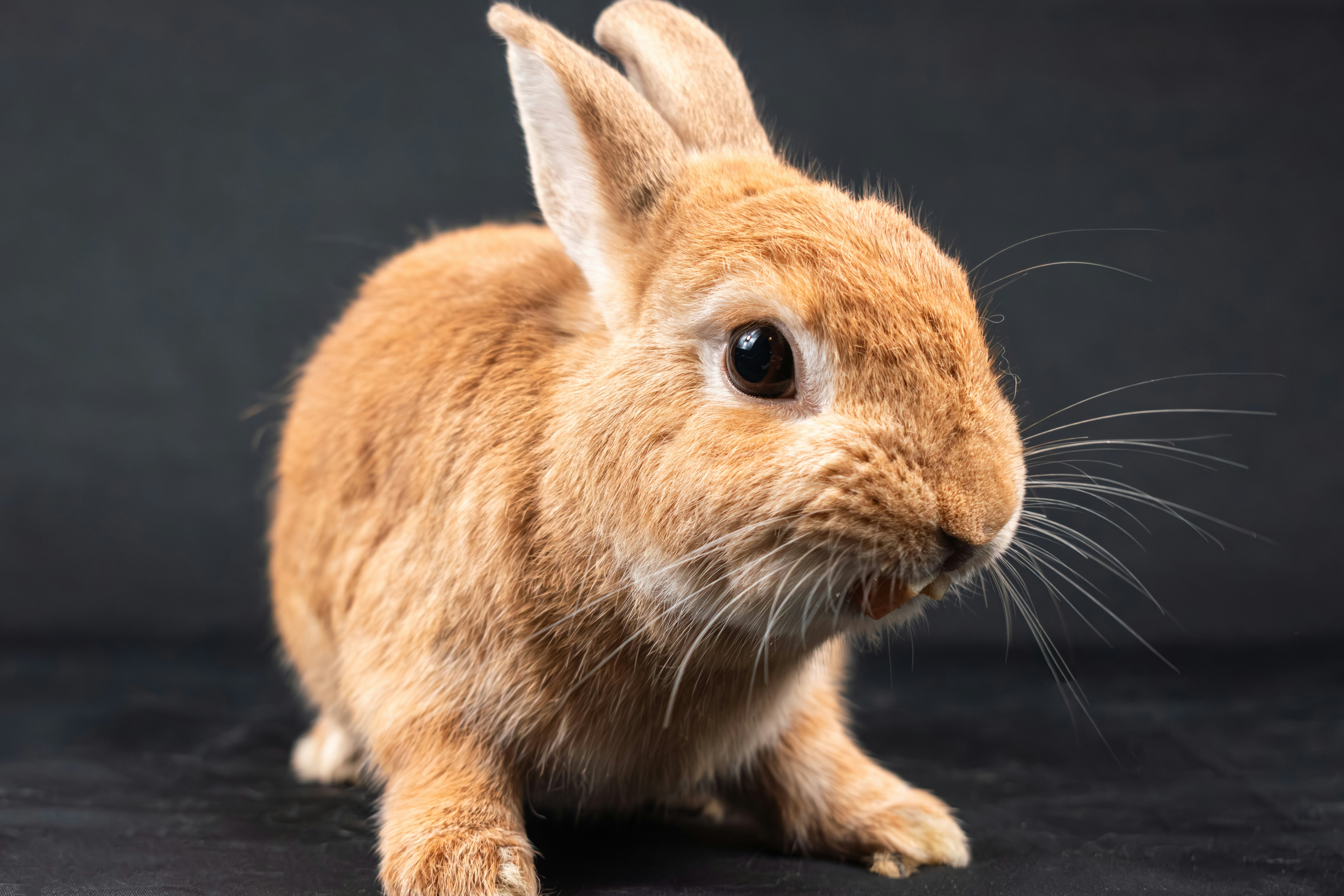 A close up of a small rabbit on a black background photo – Free Animal ...