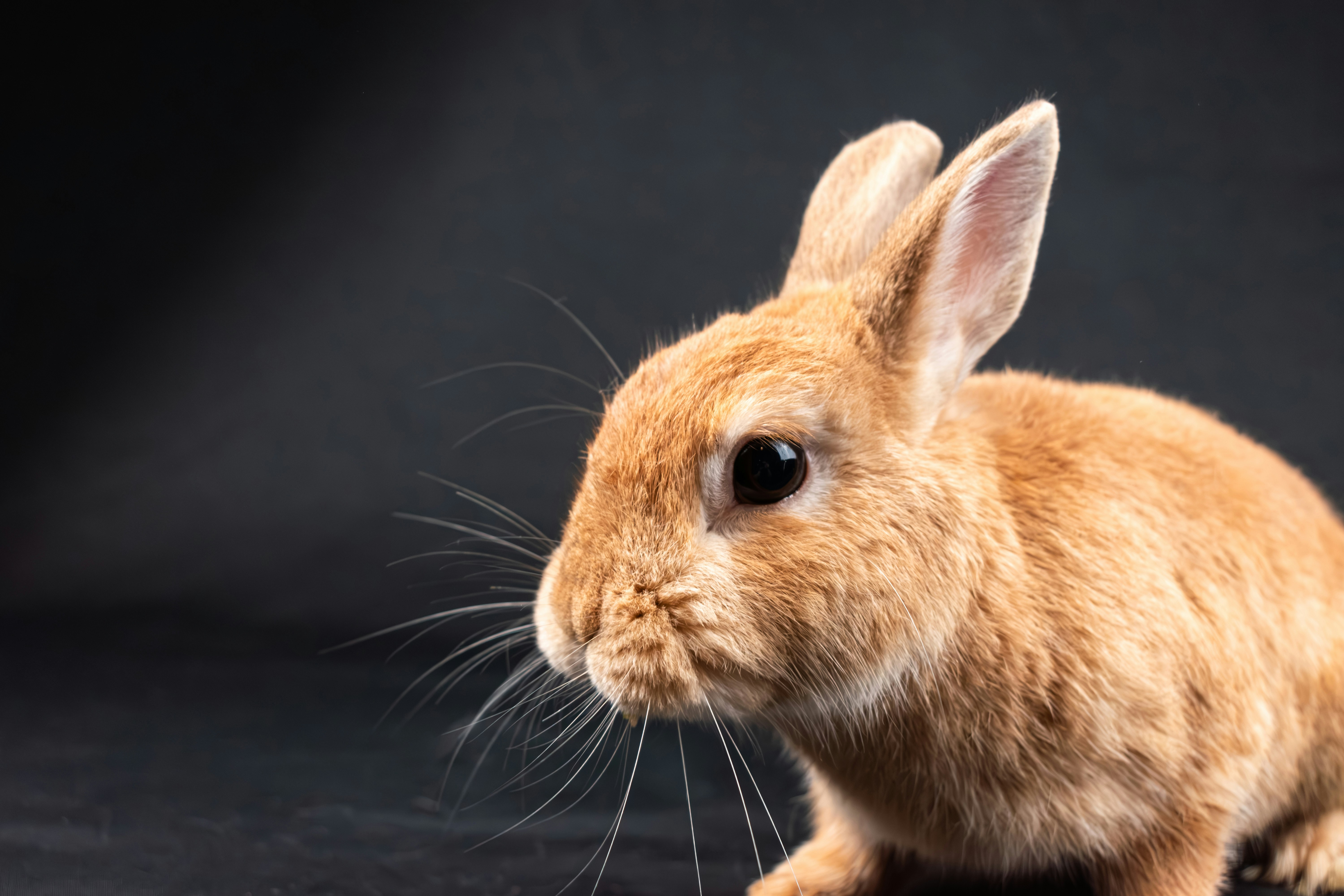 Photo by Nikolett Emmert with Nikon D5600