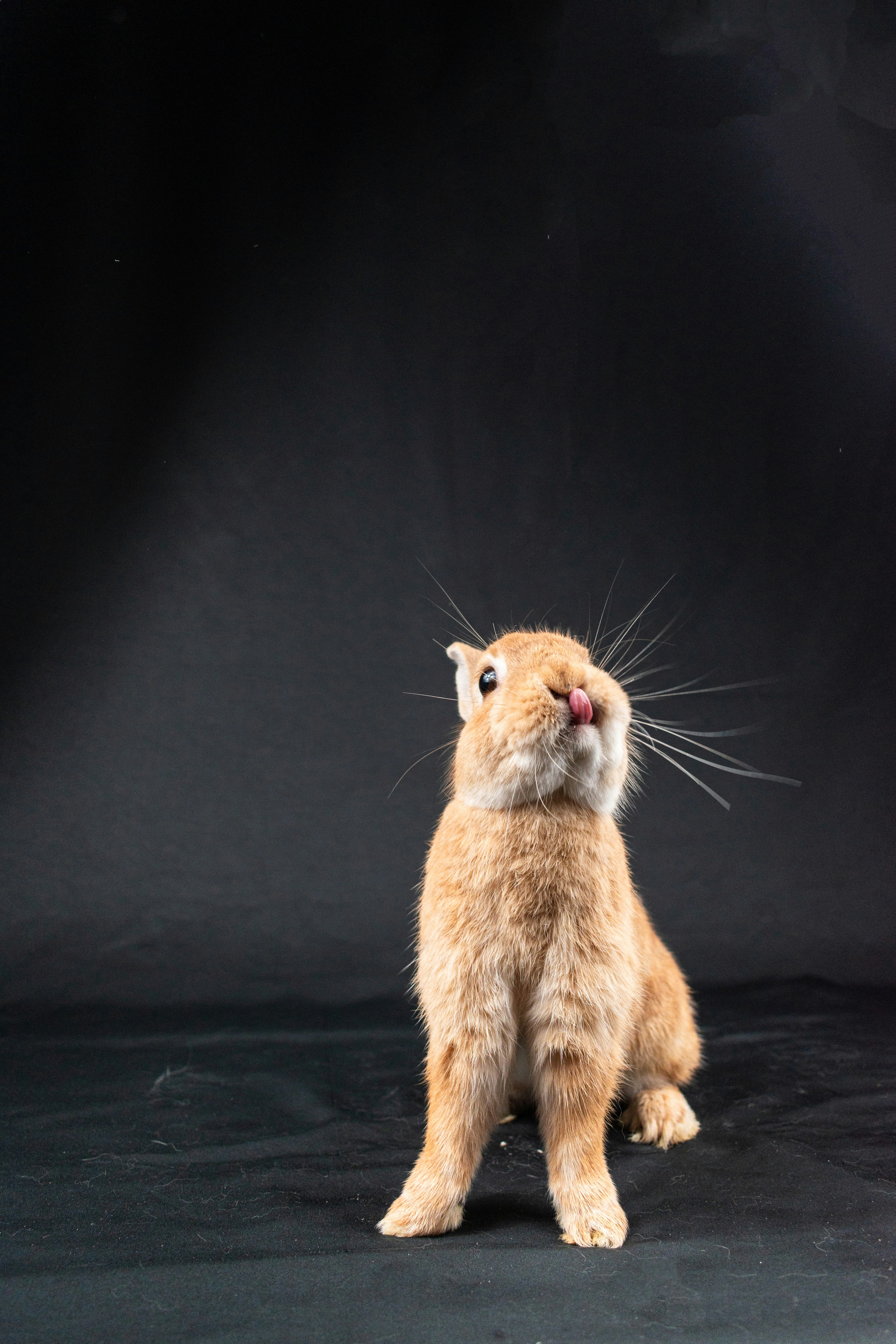 Bunny in the Spotlight: A Curious Tilt Toward the Lens