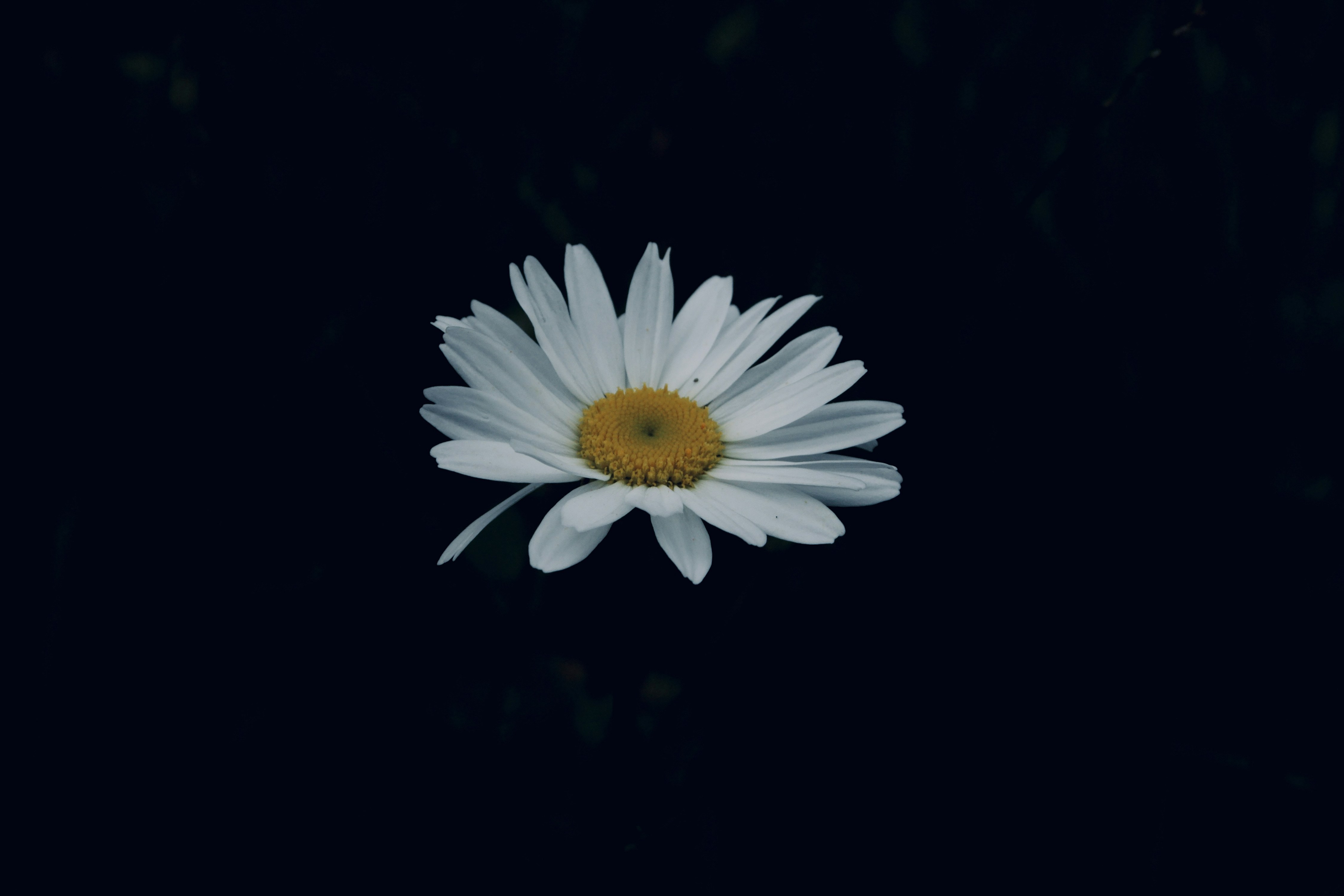 A delicate daisy stands out against a dark background, highlighting its white petals and vibrant yellow center.