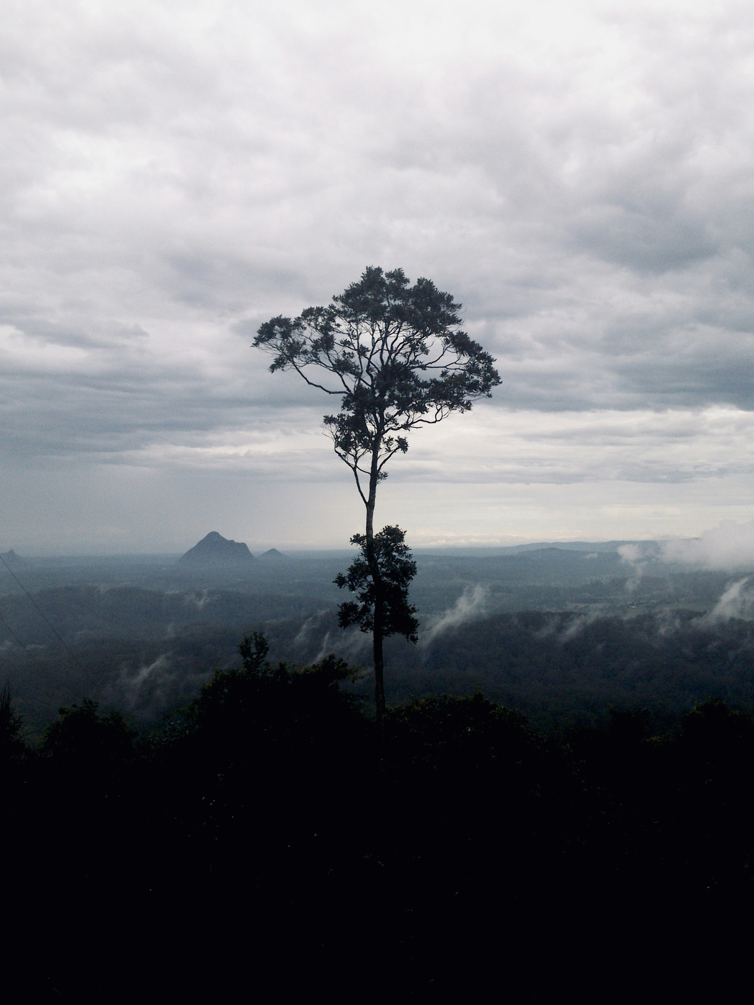 Lone tree with Glass House Mountains in background