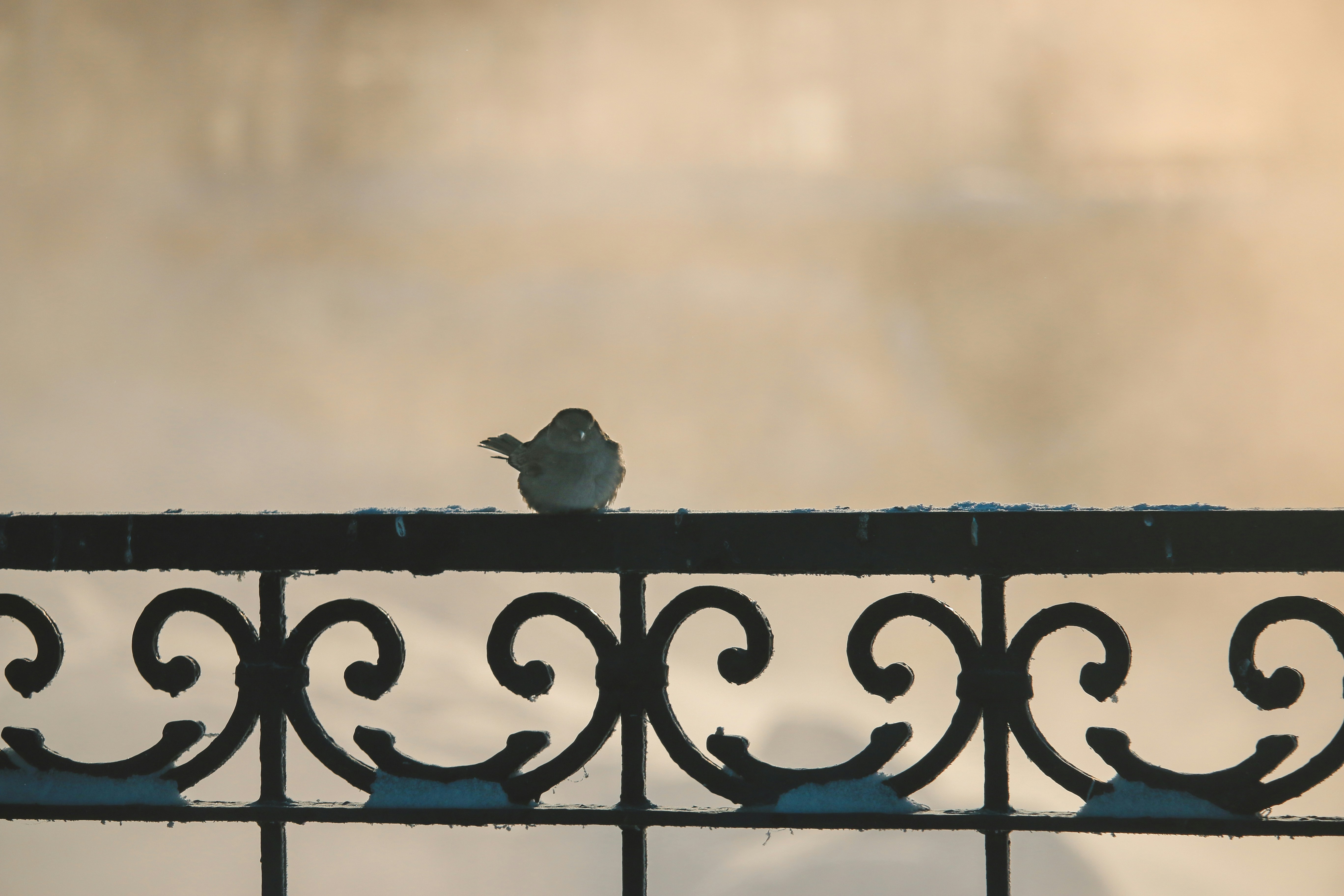 Whisper on the Rail: A lone bird perched along ornate ironwork against a soft, sunlit backdrop