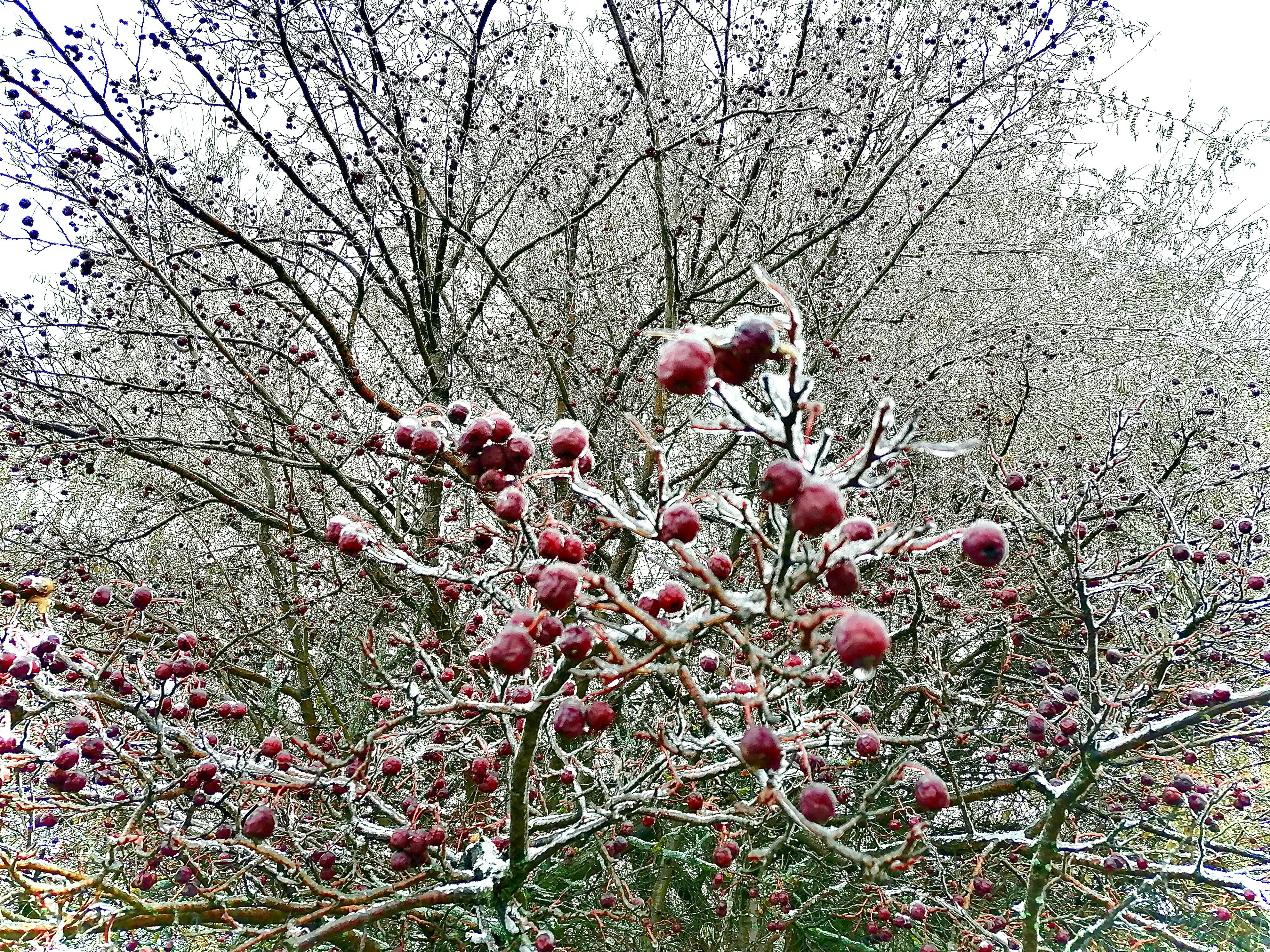 Photo by Екатерина Дьяченко with Honor 8X