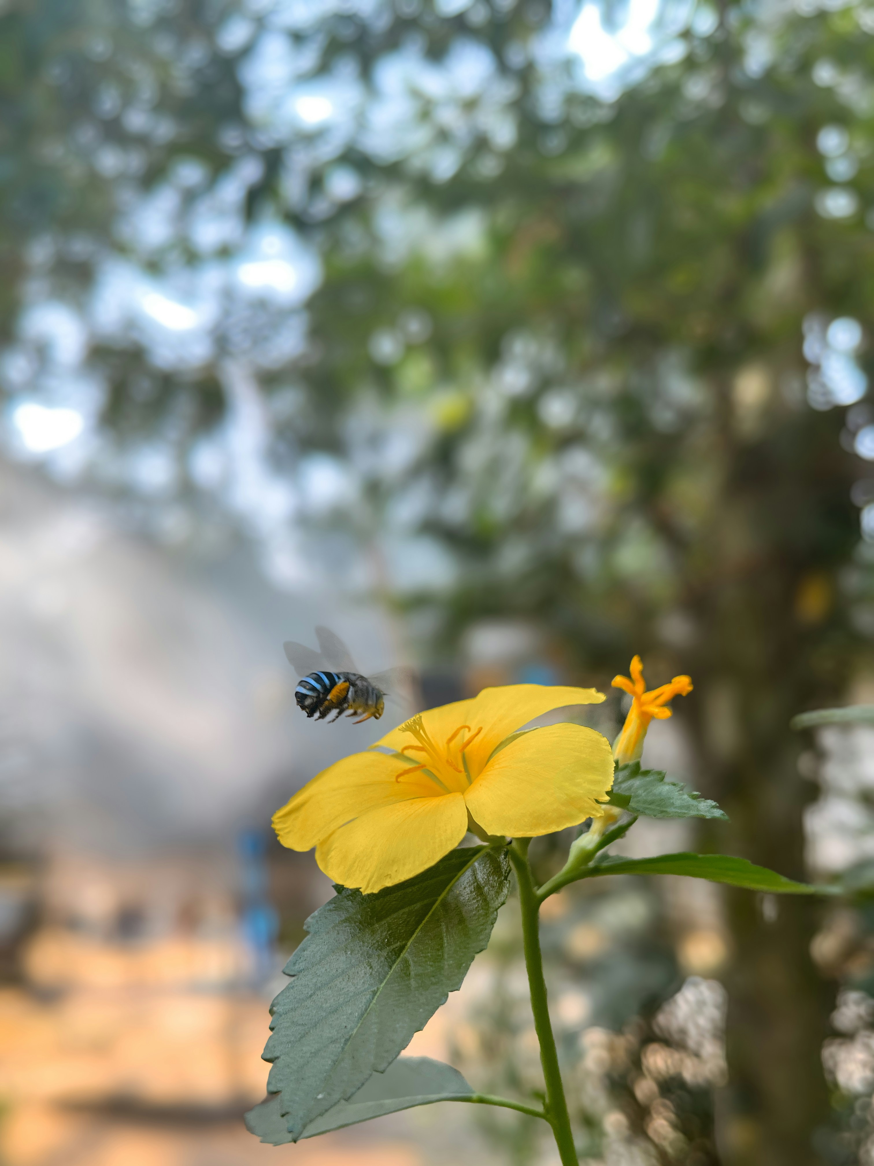 Pollination in Focus: A Bee Approaches a Yellow Hibiscus