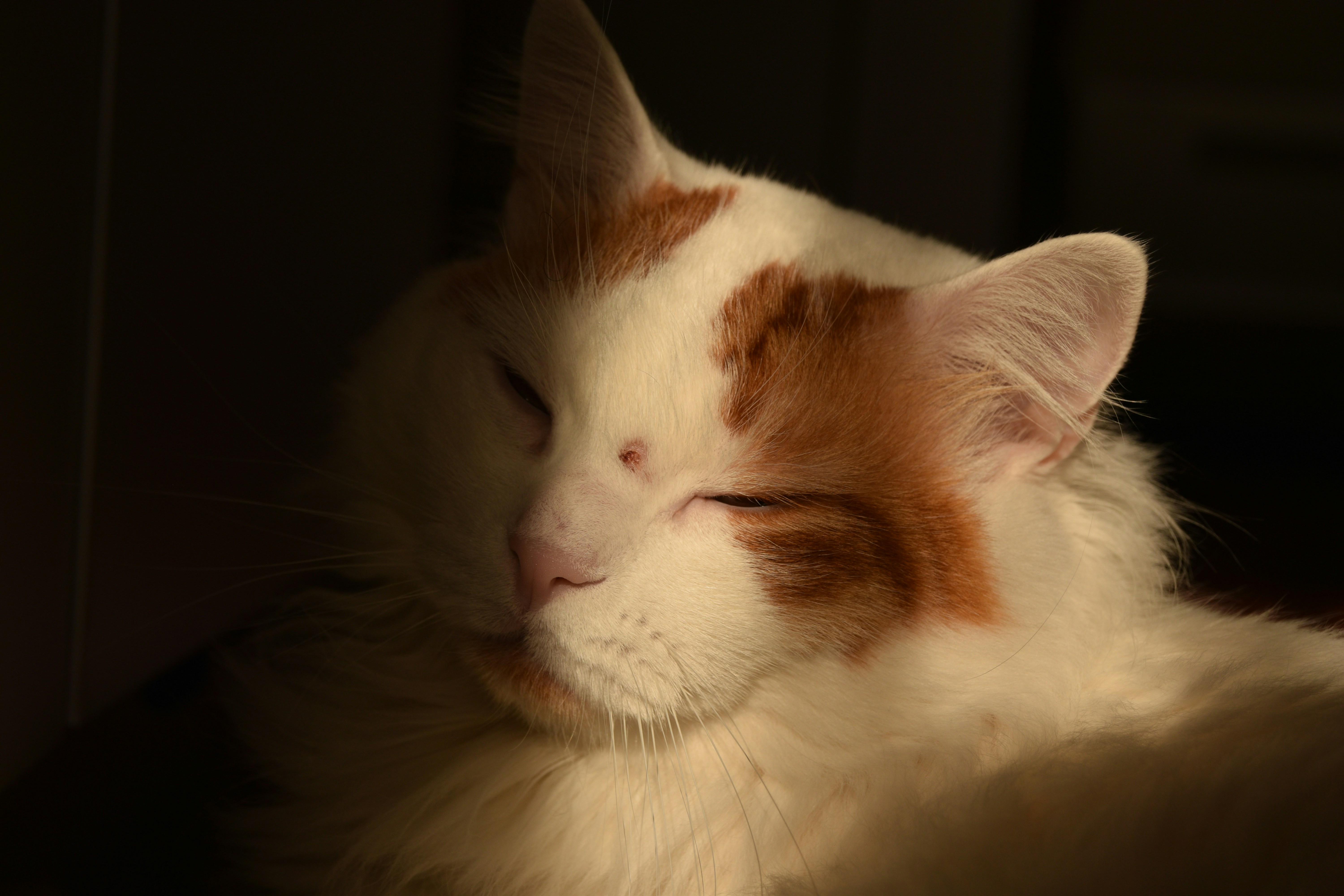 Cat Head Pictures | Download Free Images on Unsplash