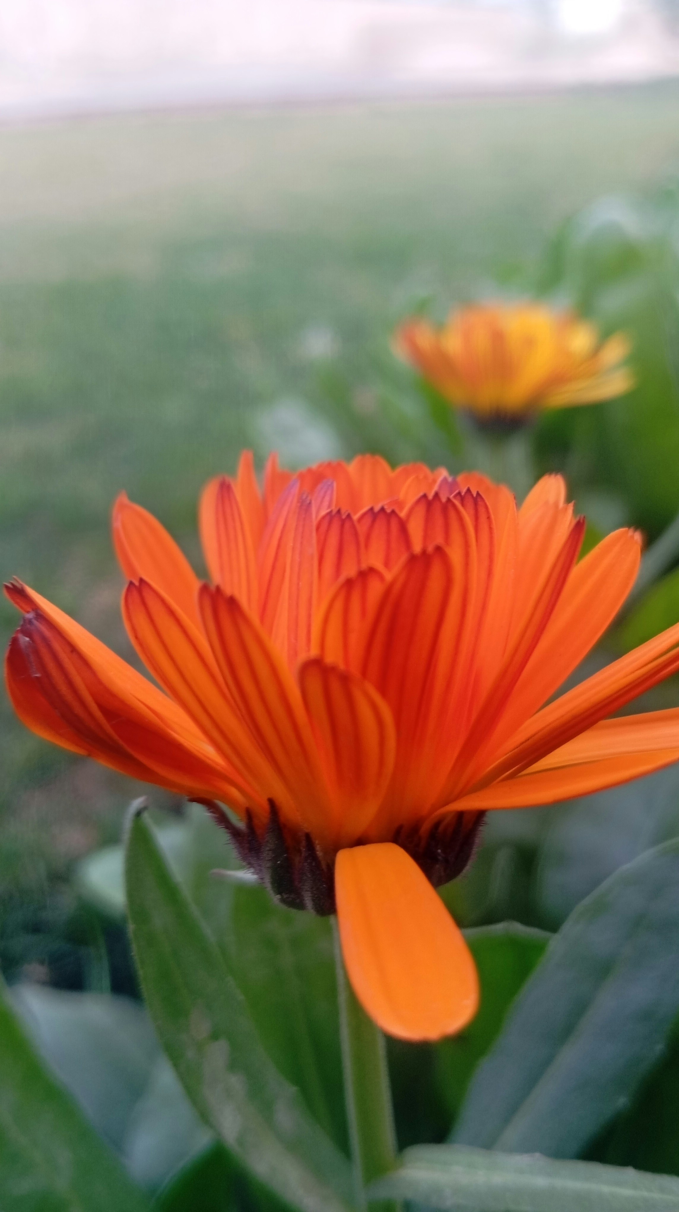 Close-Up Flame: A Vivid Orange Bloom Framed by a Soft Garden Blur