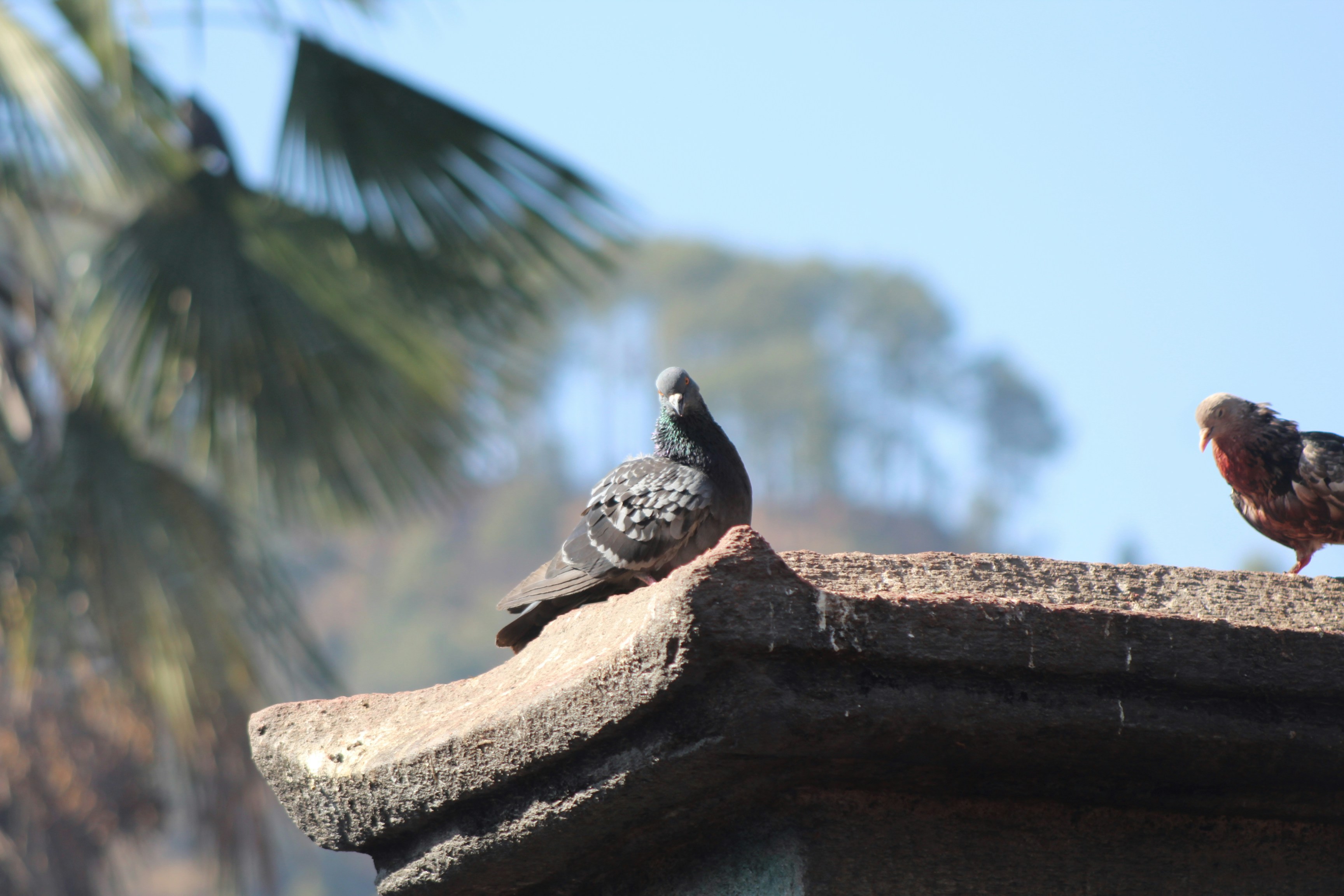 Photo by Niraj Sah with Canon EOS 4000D