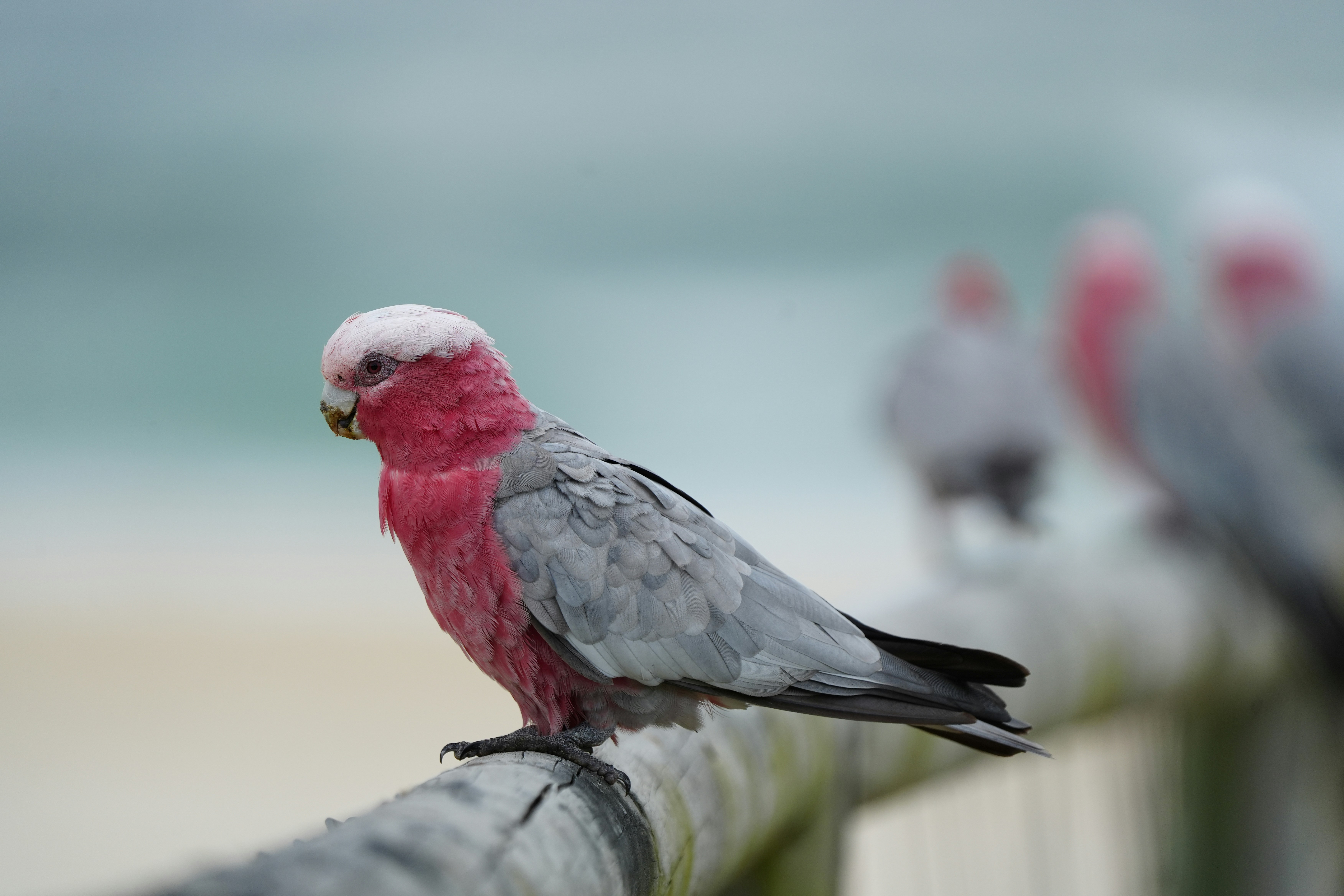 A galah resting on a weathered fence rail, with a blurred background of fellow birds and a serene coastal landscape. 