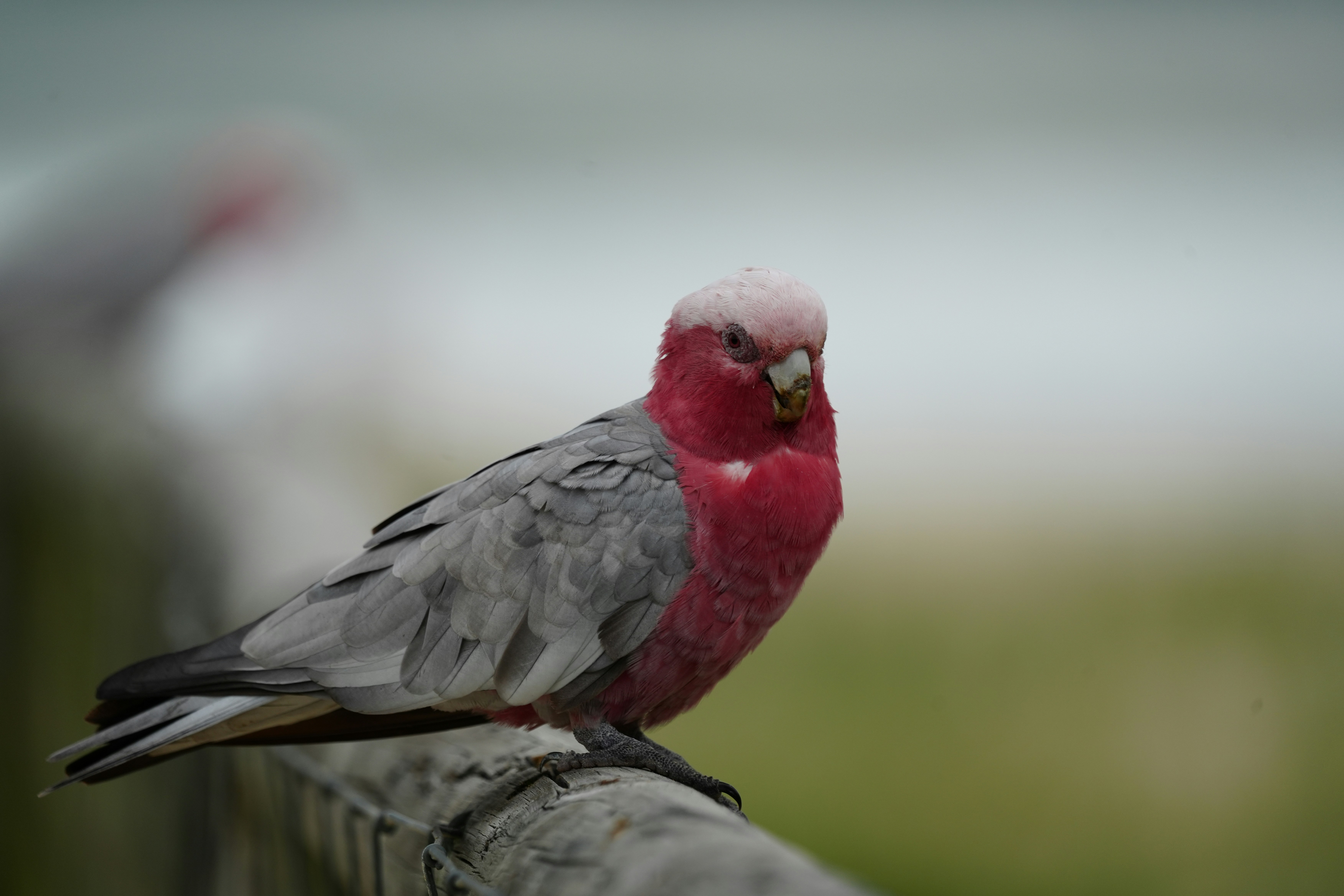 Rosy-Faced Lovebird on a Weathered Rail in Soft Light