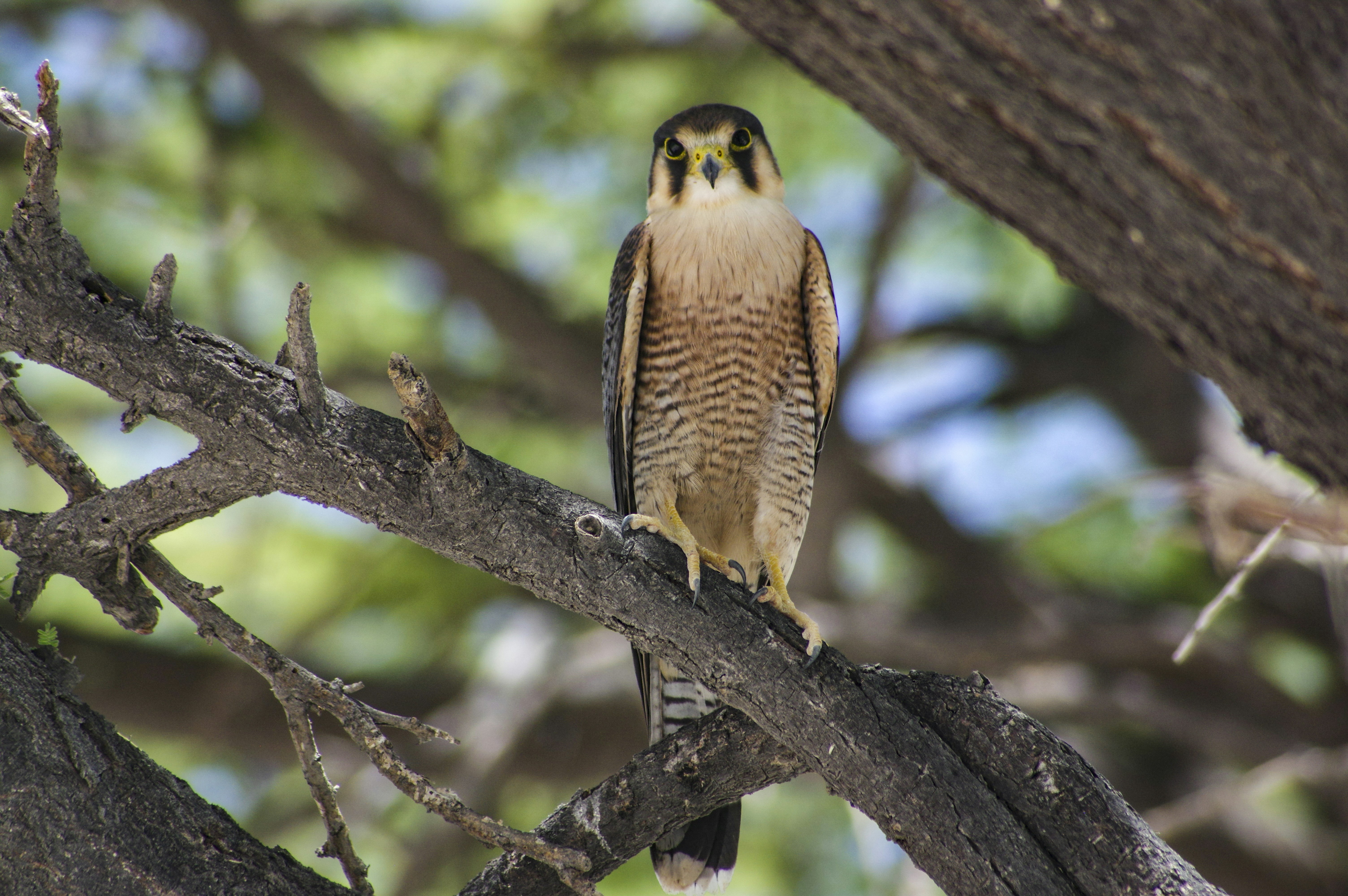 Sunlit Sentinel: A Hawk Perched on a Weathered Branch