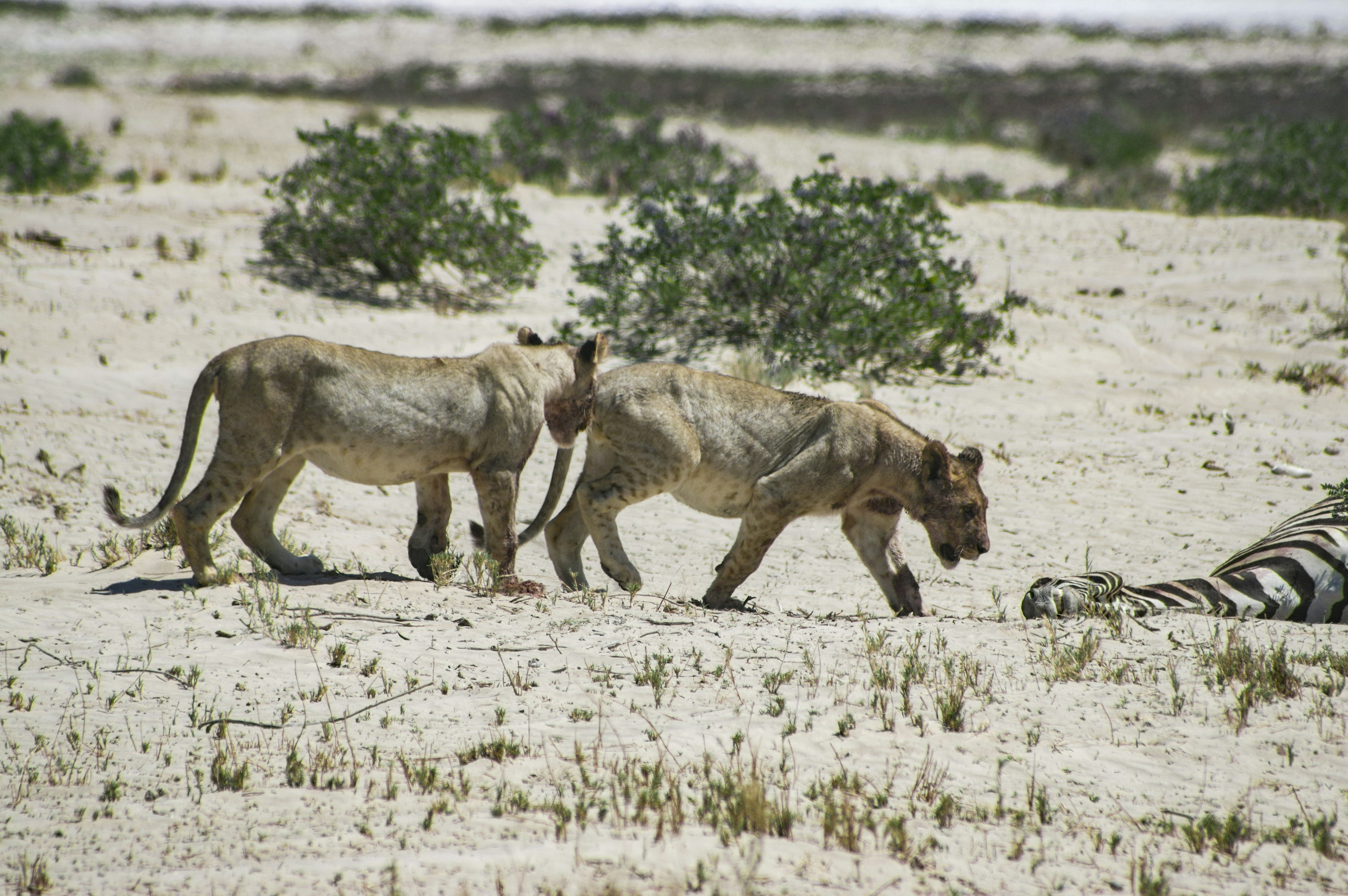 Predator and Prey: Lions close in on a zebra in a sunlit savanna