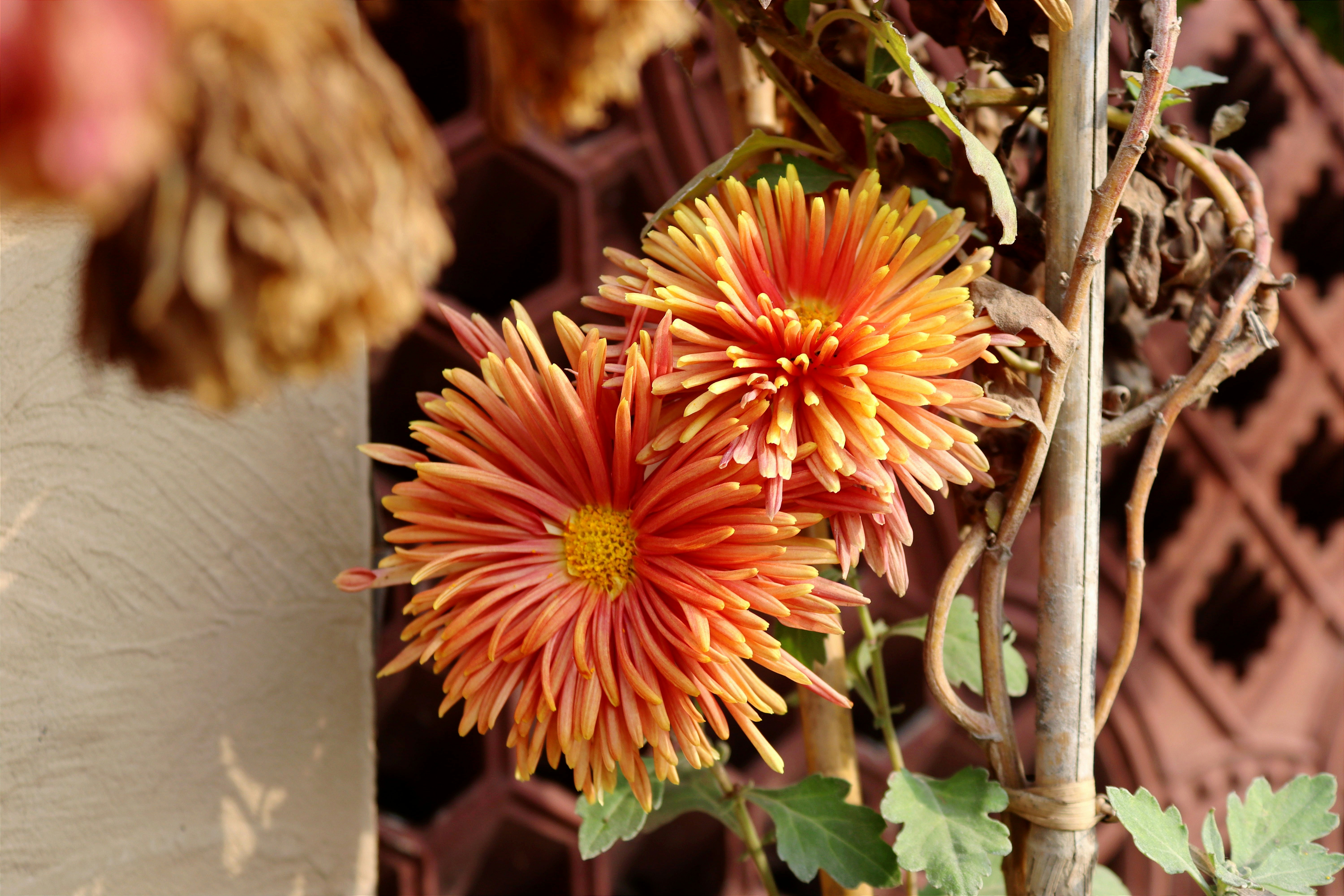 Coral Gerbera Bloom Framed by Rustic Vines