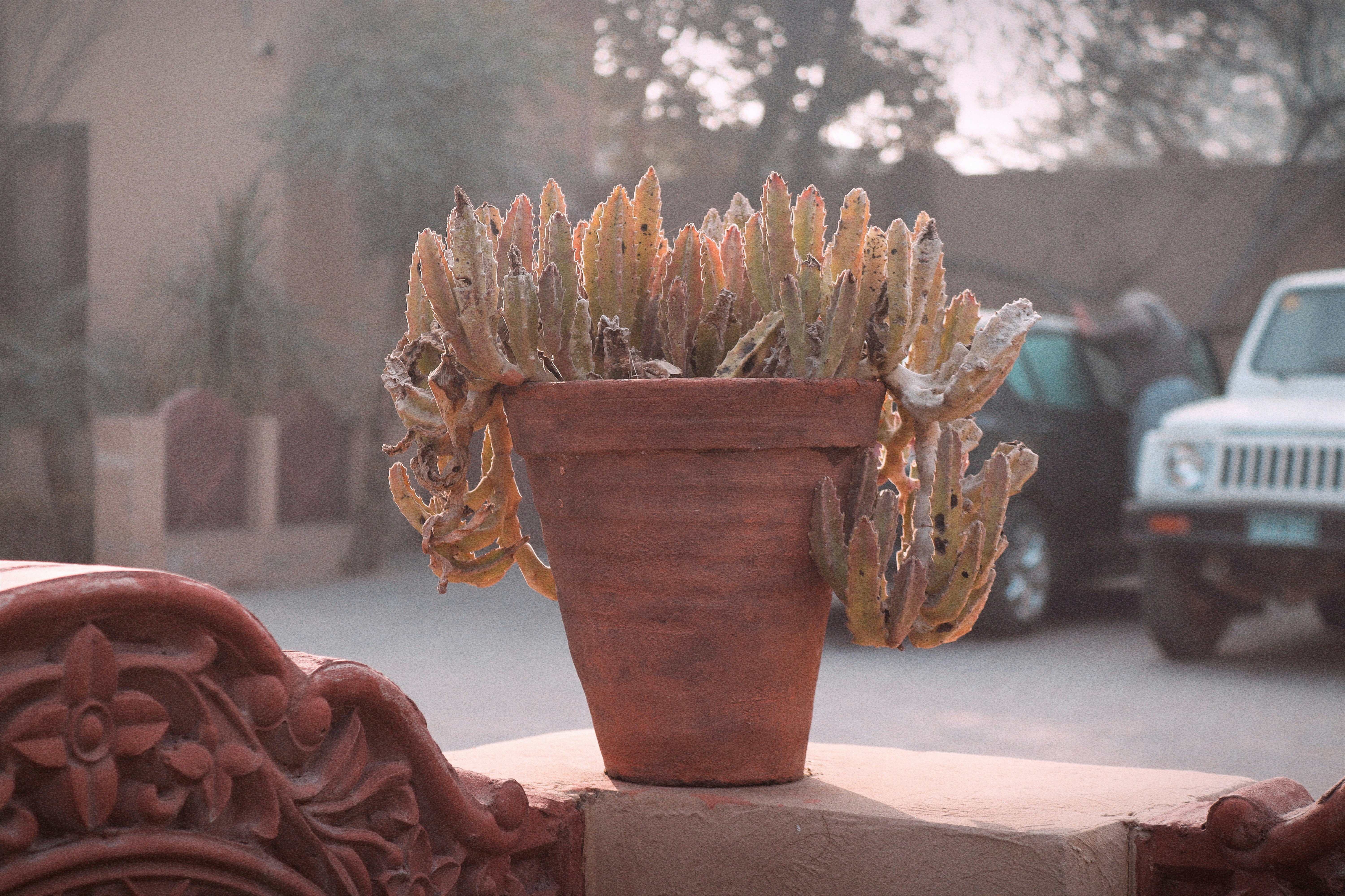 Desert Pot: A Weathered Cactus Arrangements on a Rustic Wall