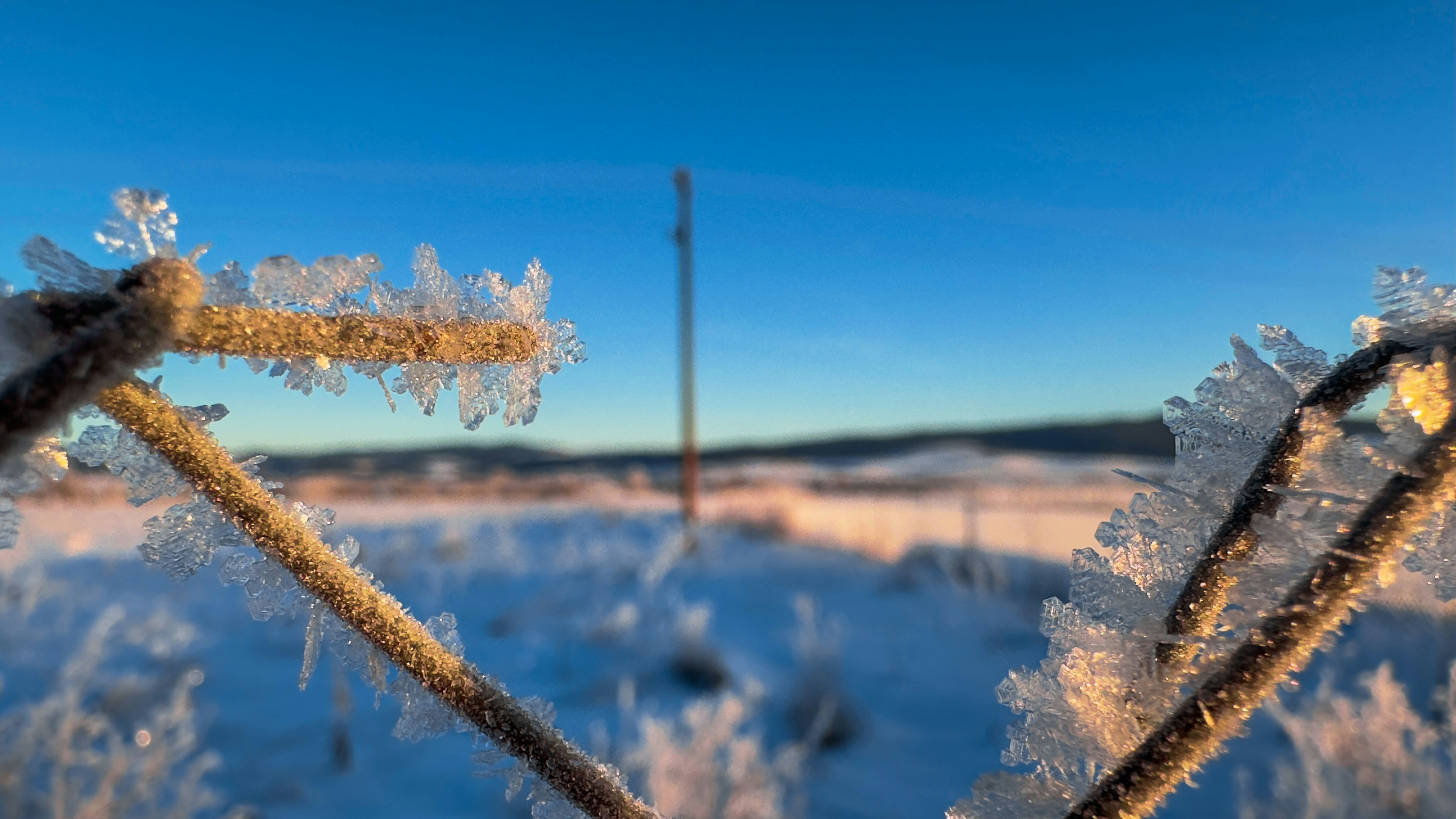 Crystal Lace on a Frost-Burnished Branch Beneath a Glassy Winter Sky