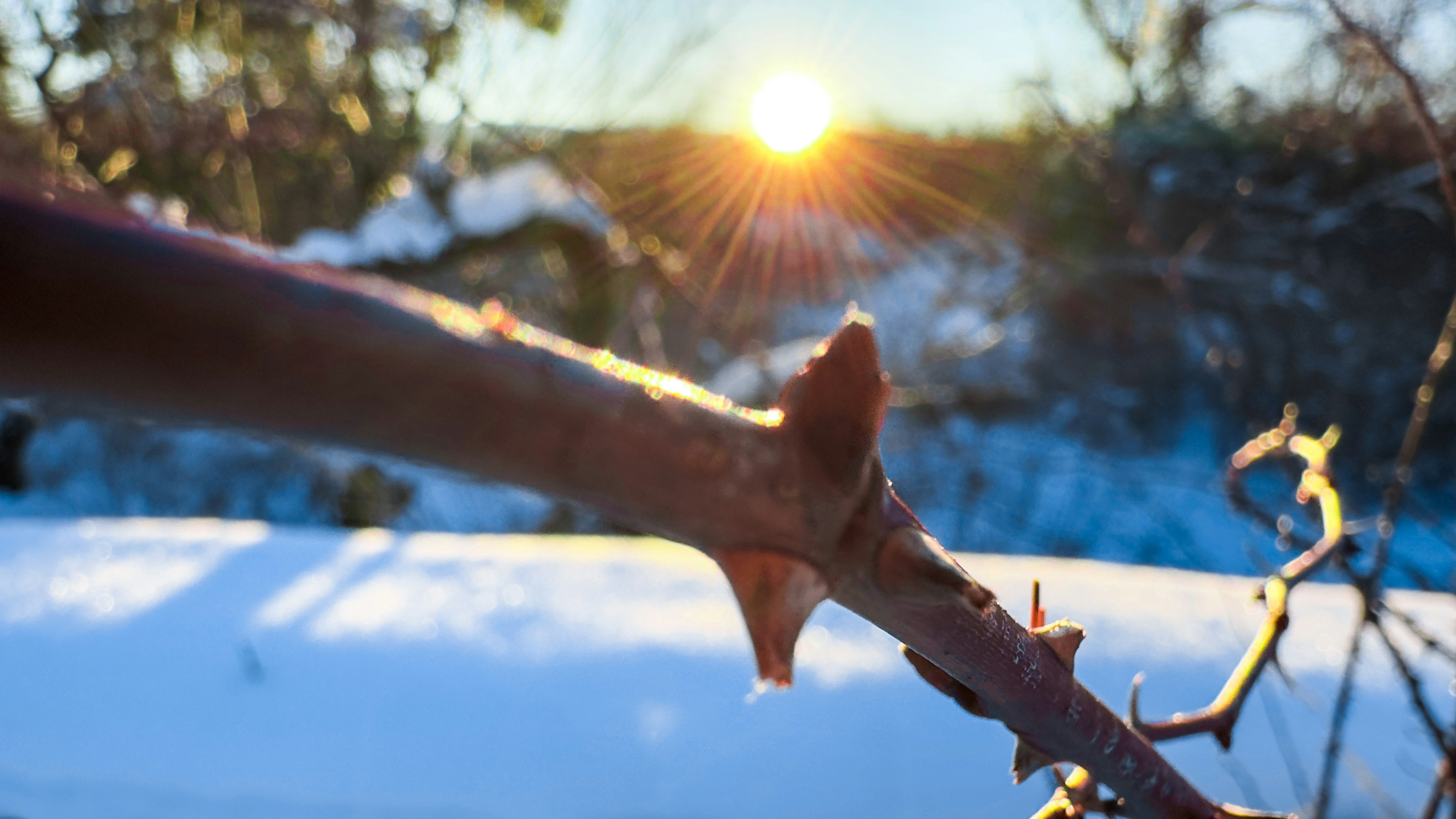 Sunlit Winter Branch: A Narrow Gaze at the Frosted Twig