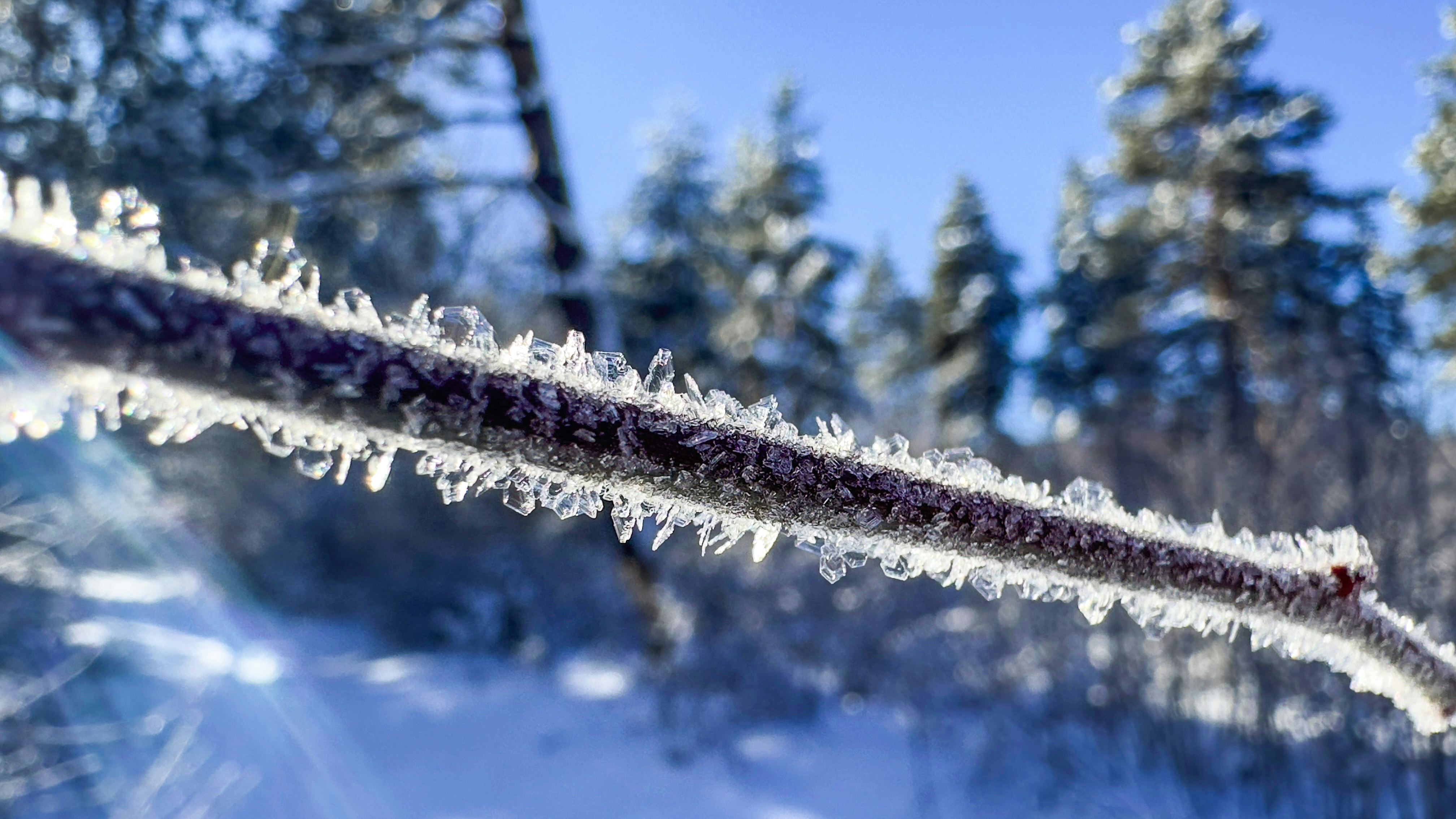 Frosted Glide: A Snow-Capped Needle in Morning Light