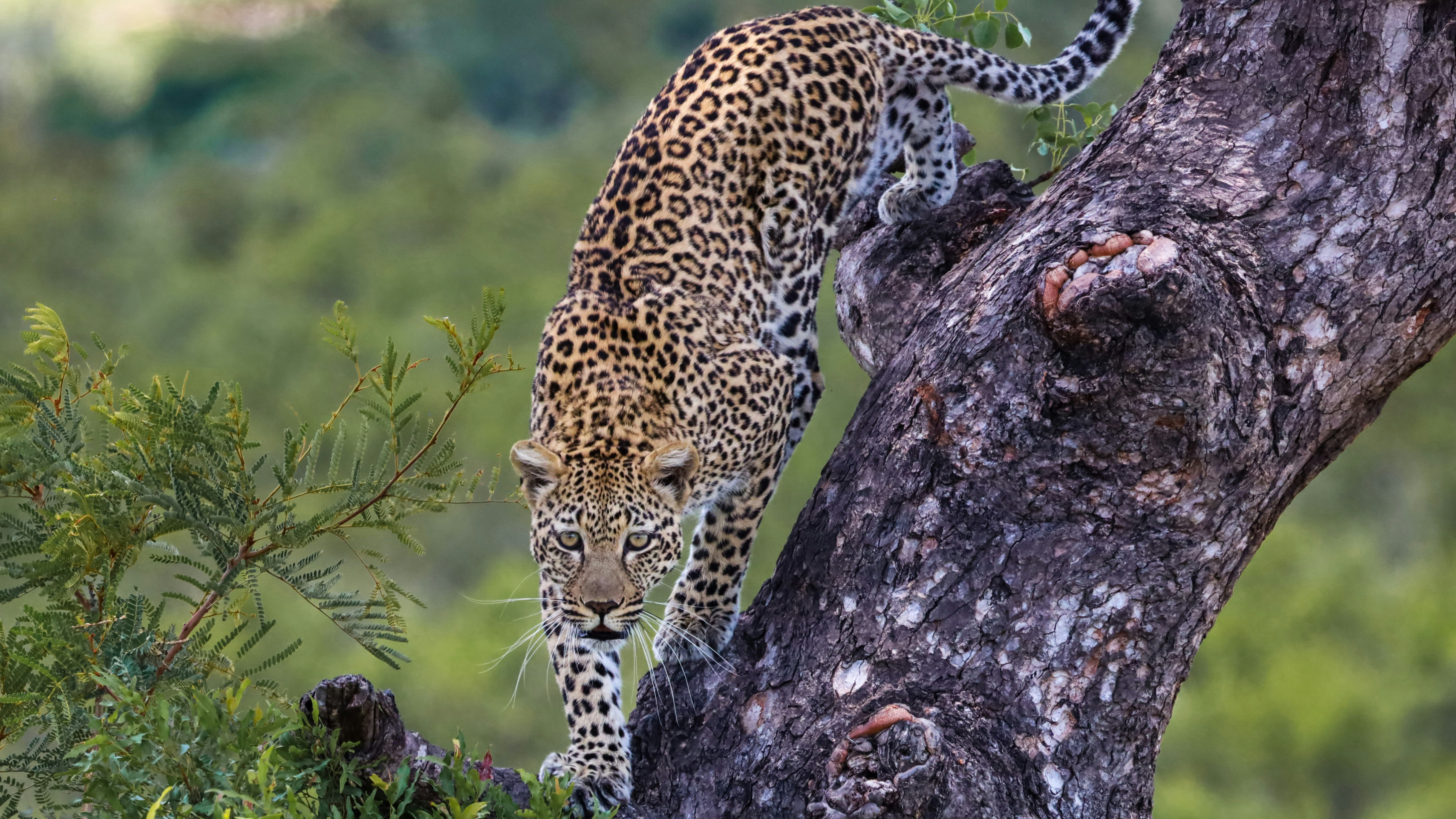 A leopard climbing up a tree in a forest photo – Free Kruger national ...