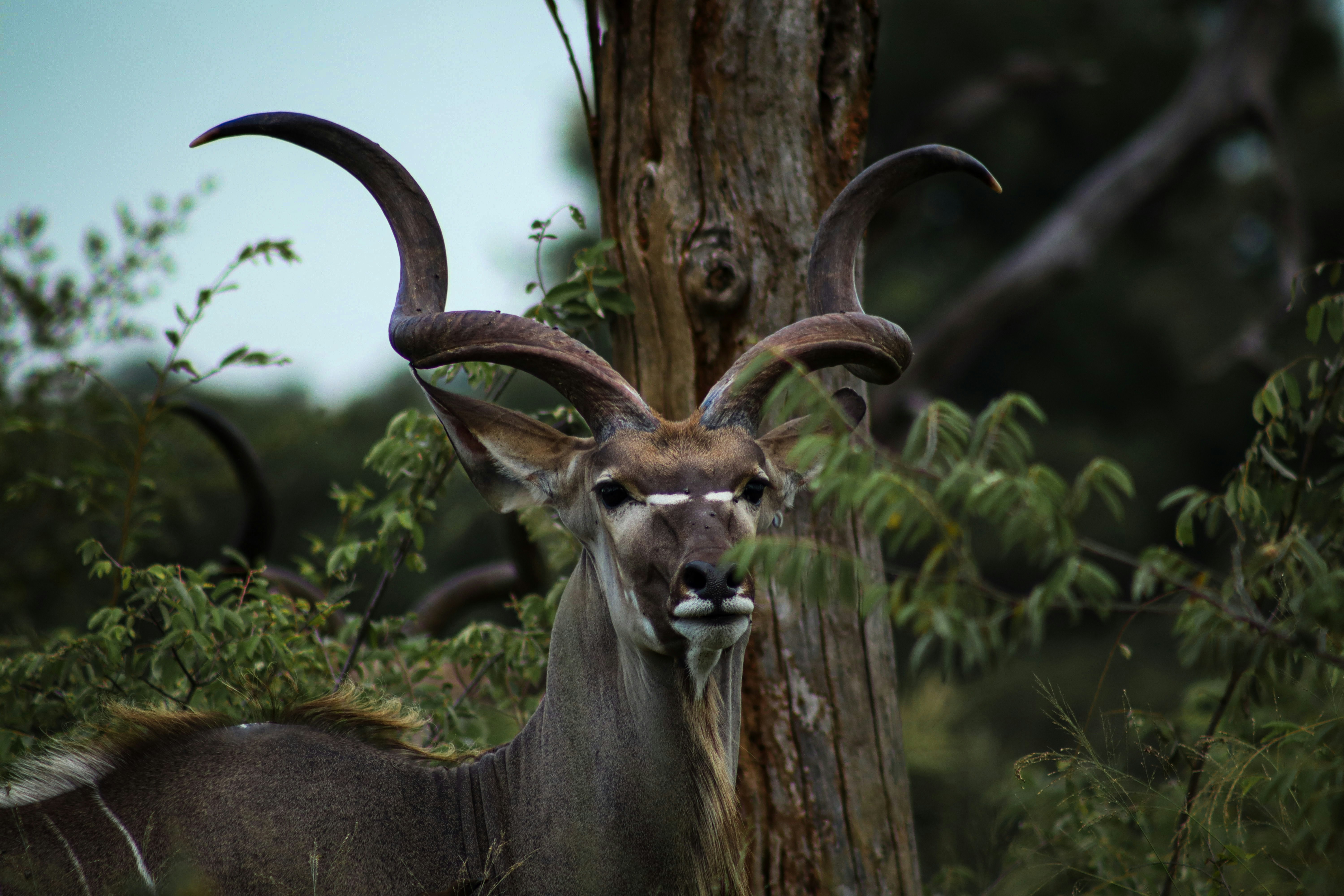 Gaze of the Horned Sentinel in Dappled Forest