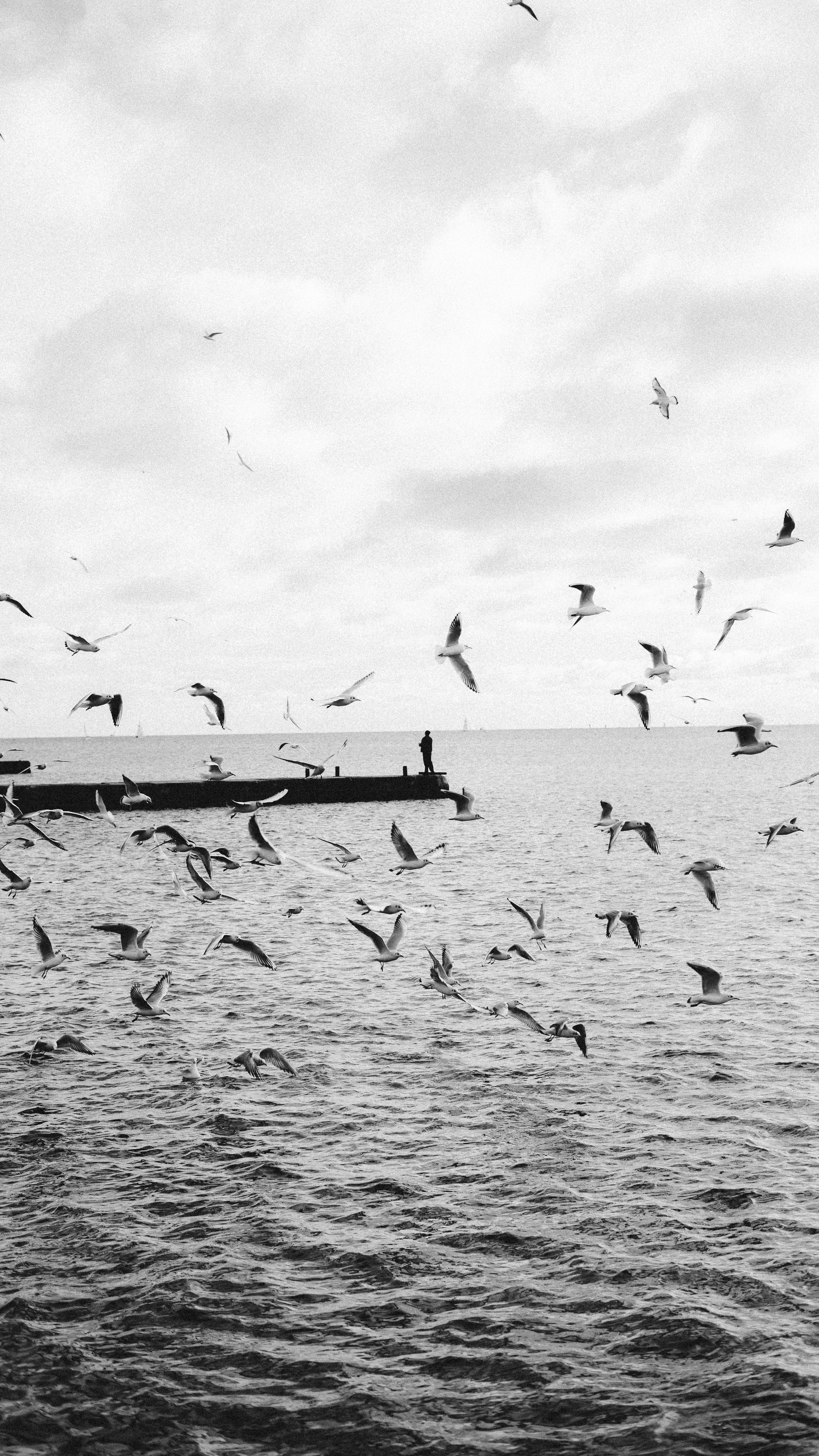 Lone Figure at the Pier Amid a Swirl of Seagulls