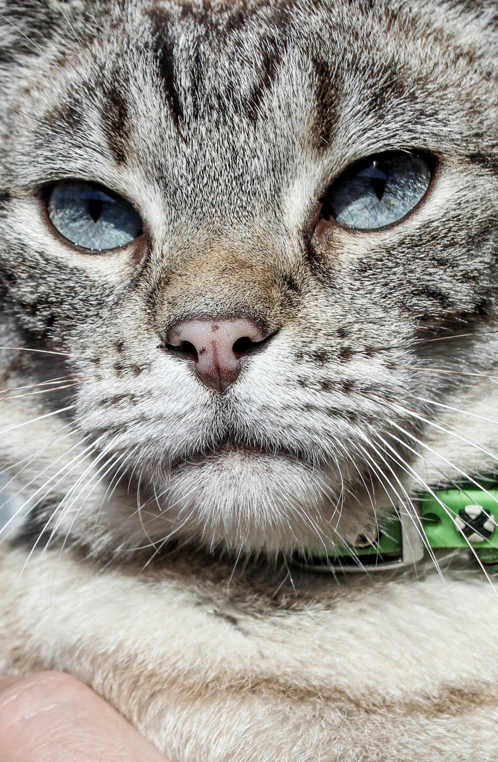 Glacial Gaze: Close-up of a blue-eyed tabby with a green collar