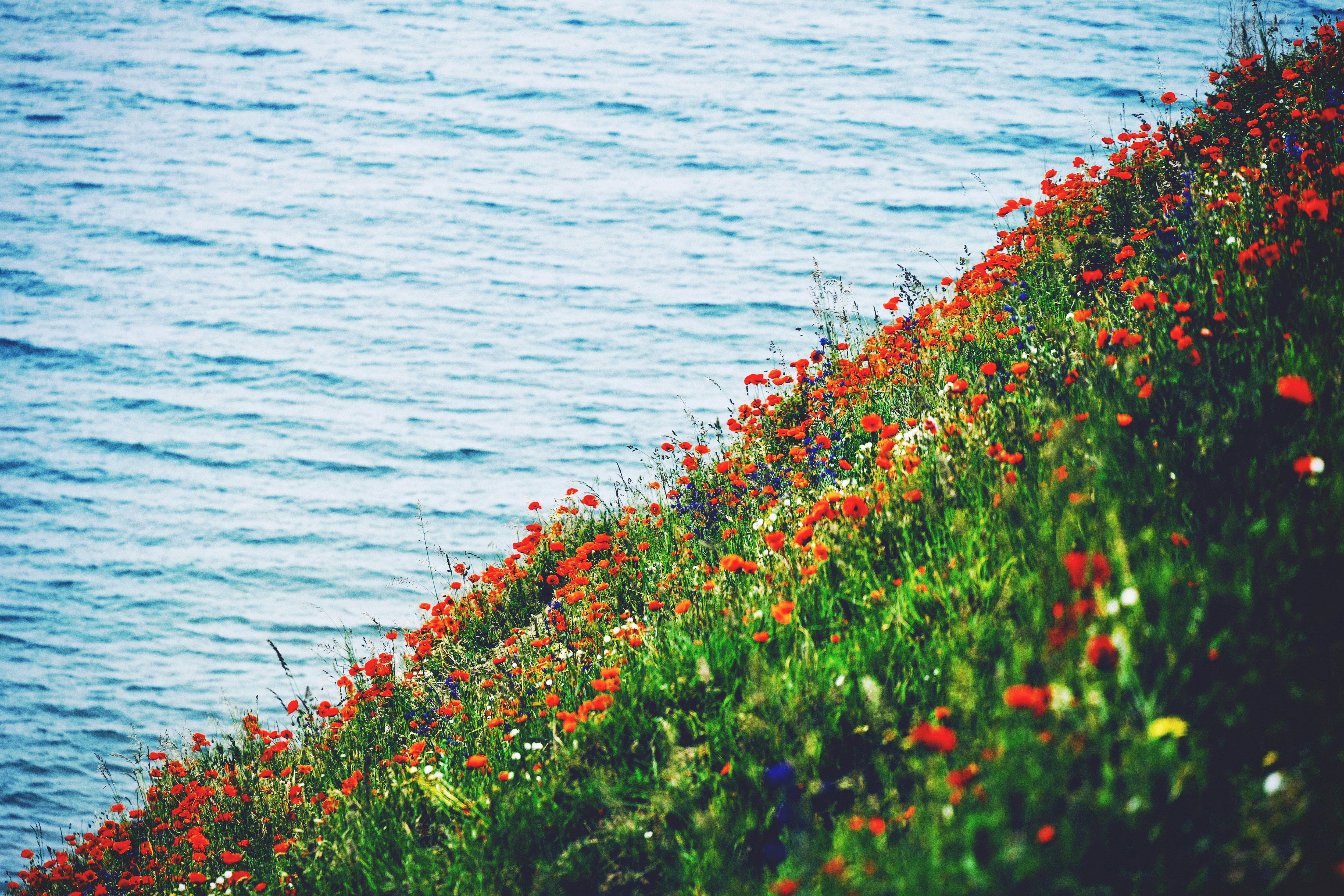 a field of flowers next to a body of water