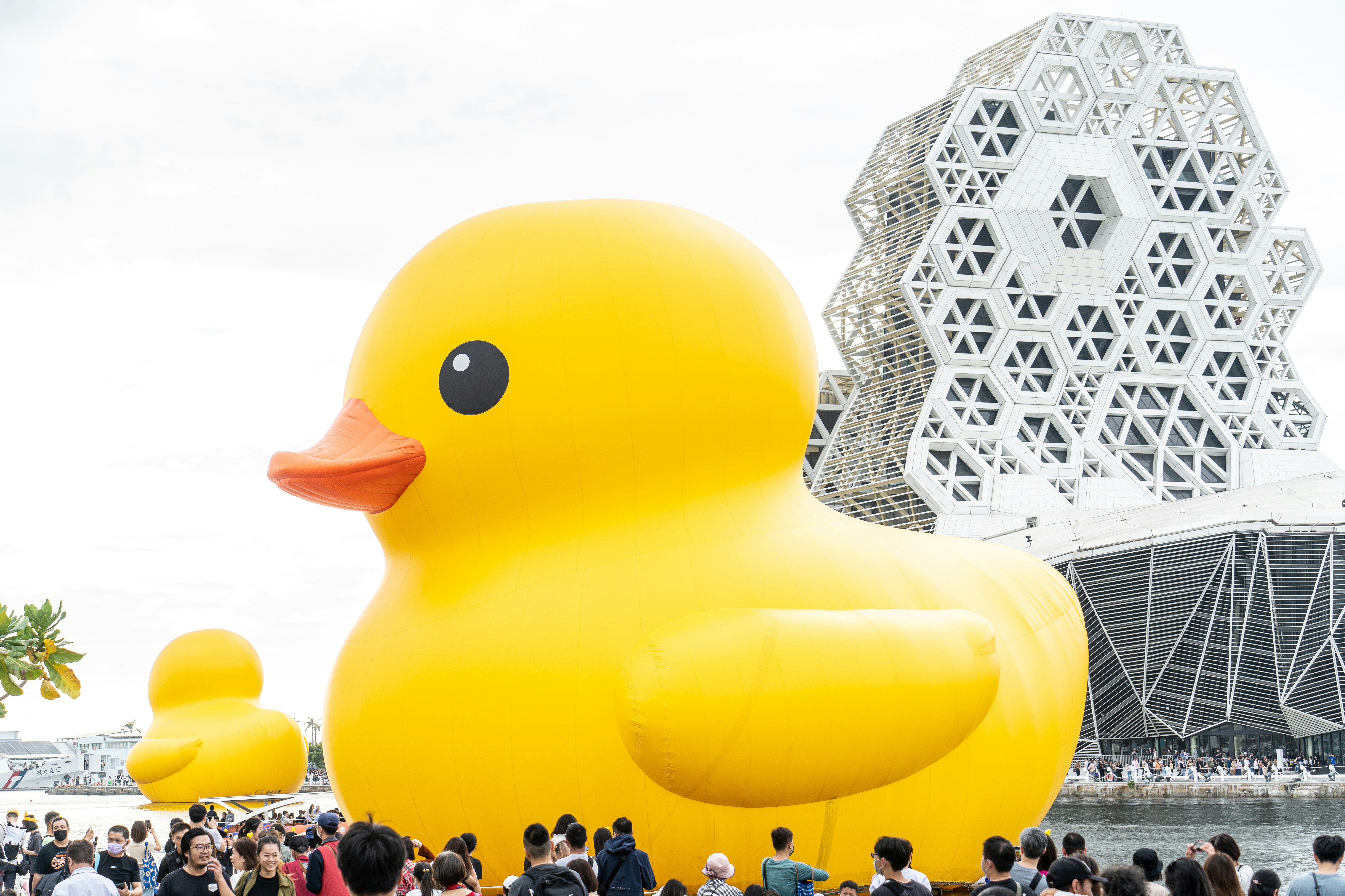 A large yellow rubber duck floating in the water photo – Free Duck ...