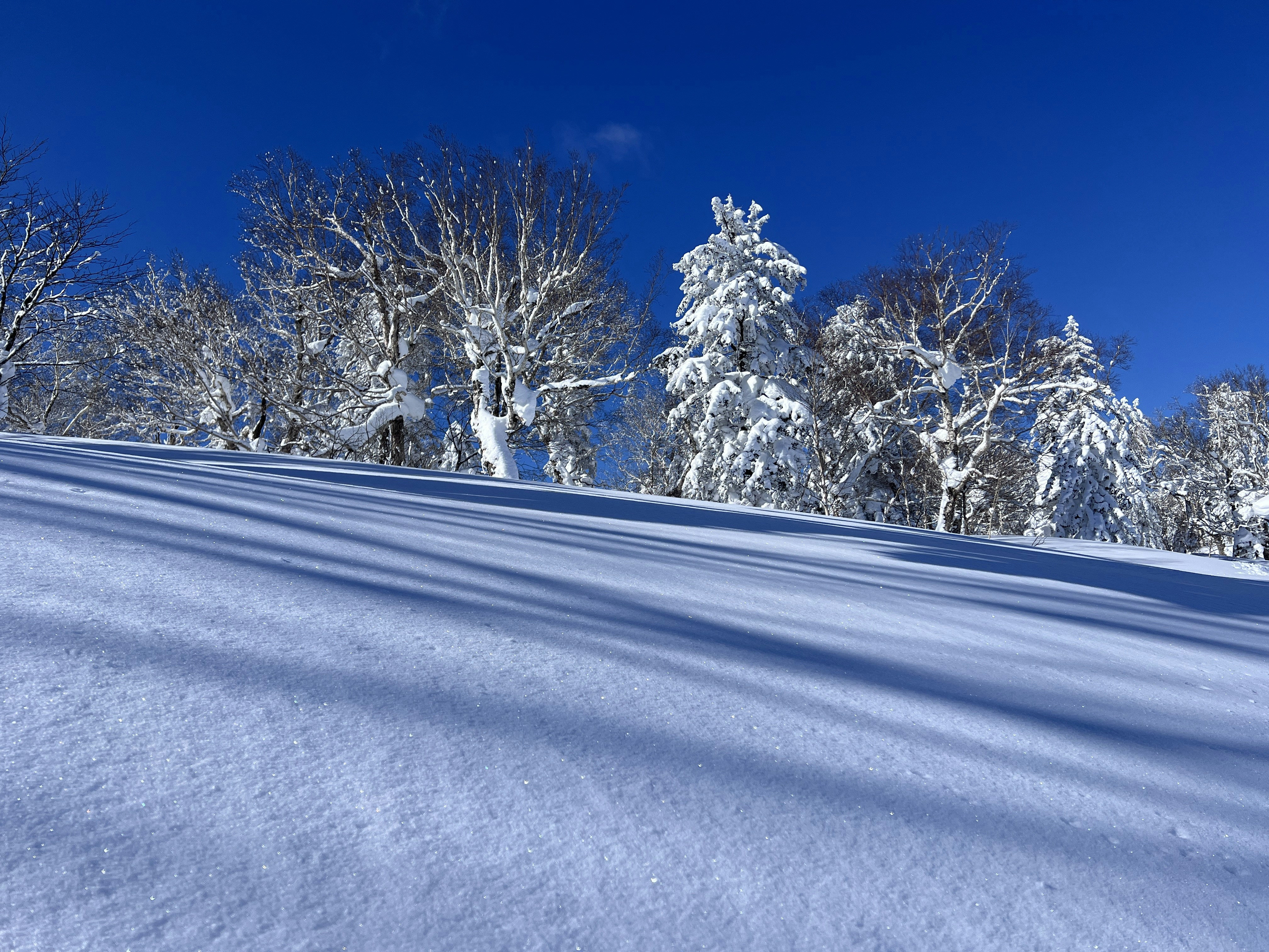 Snowscape Pictures | Download Free Images on Unsplash