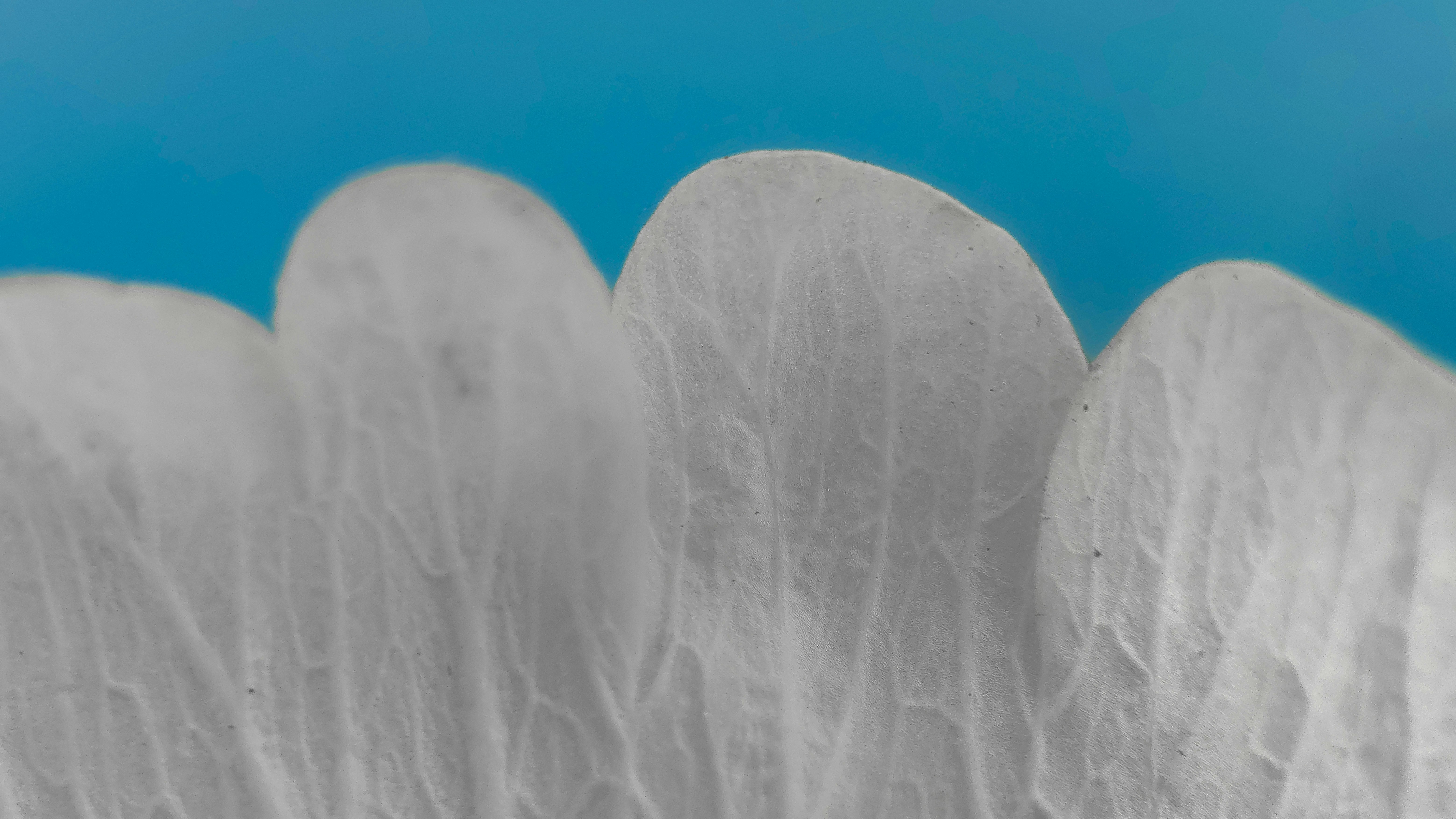 Close-up of white flower petals against a soft blue background, showcasing intricate textures and details.