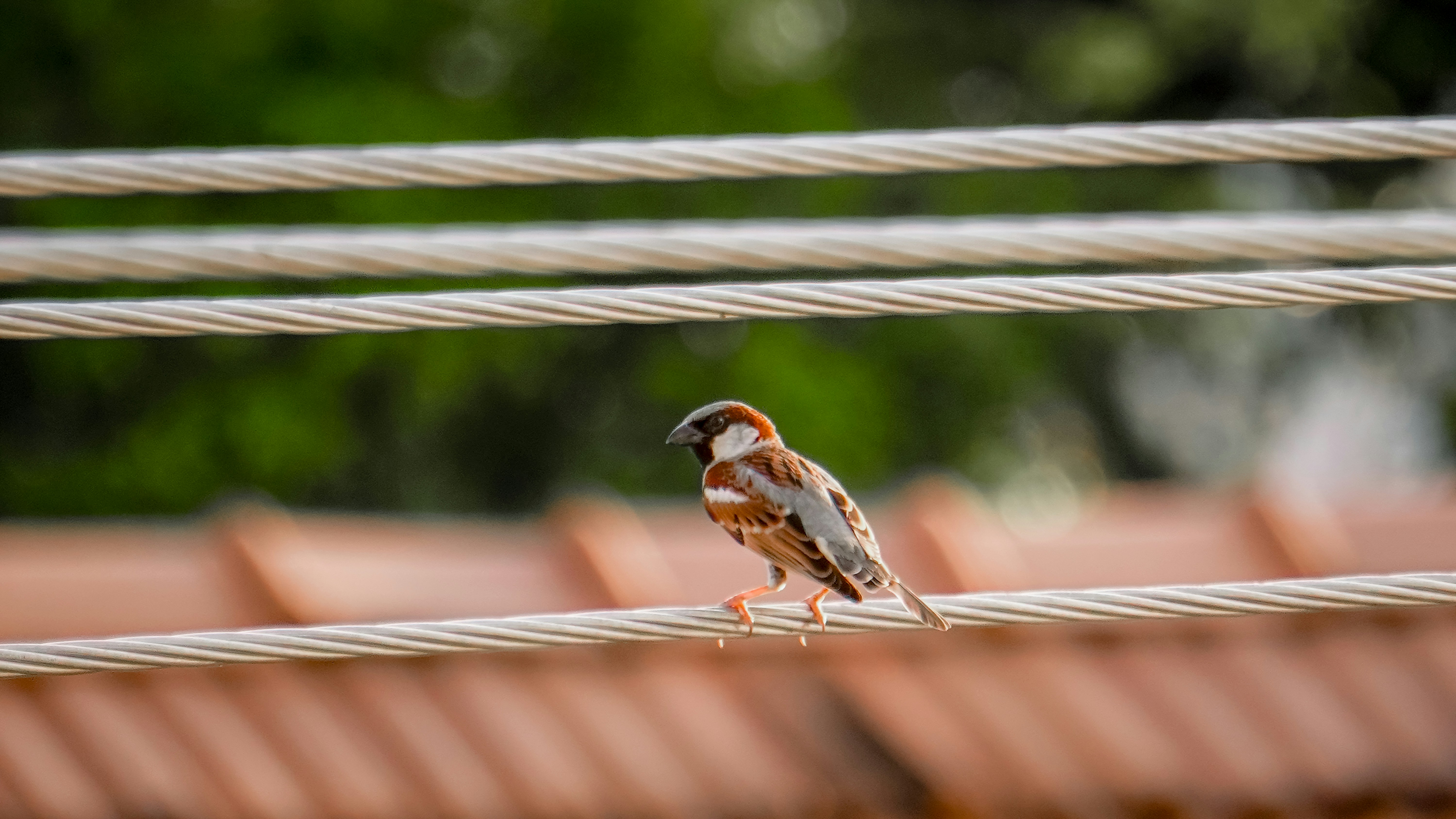 Sparrow on the Wires: a quiet perch above terracotta roofs