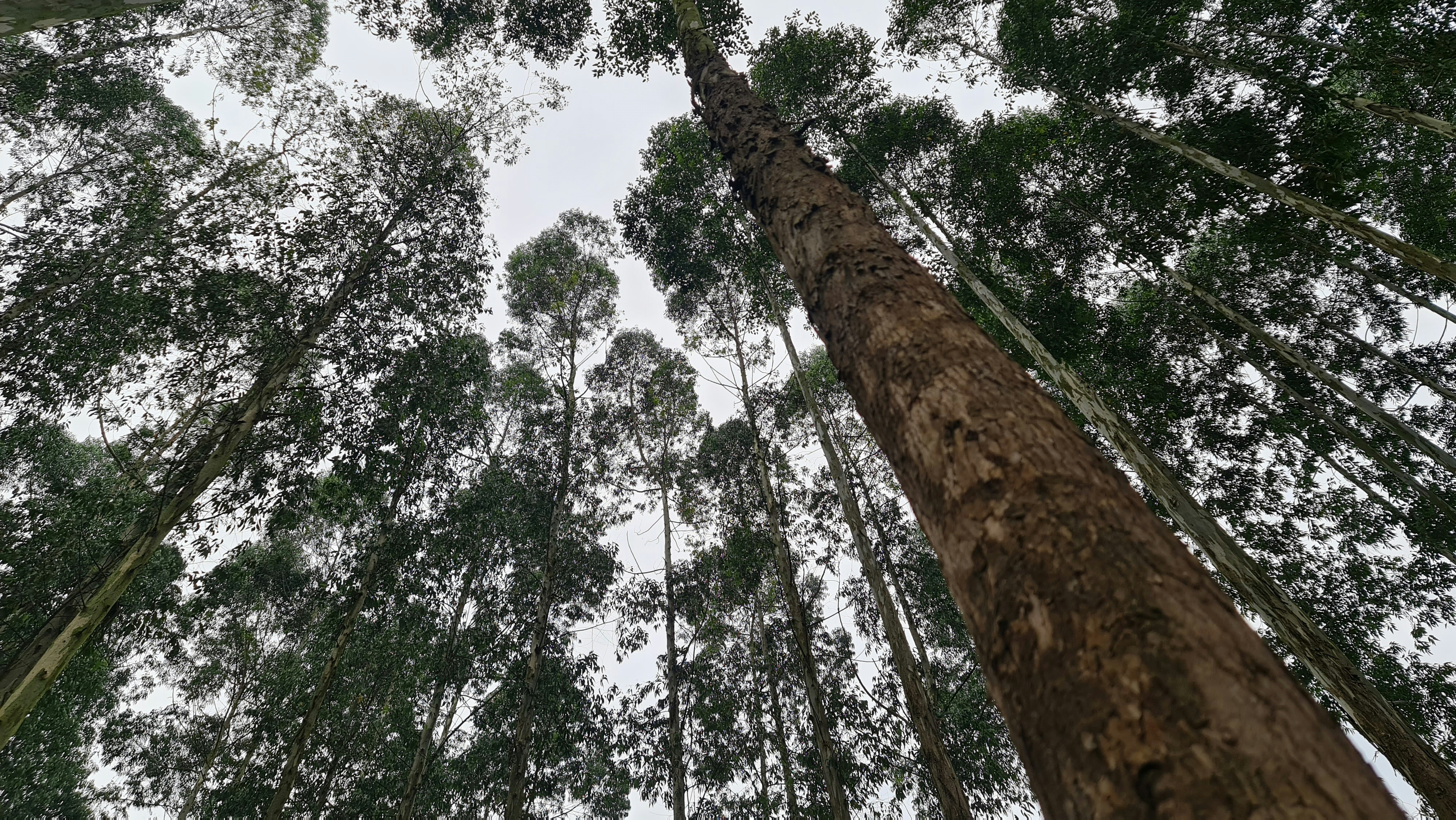 Skyward Pines: A Perspective Through Towering Trunks