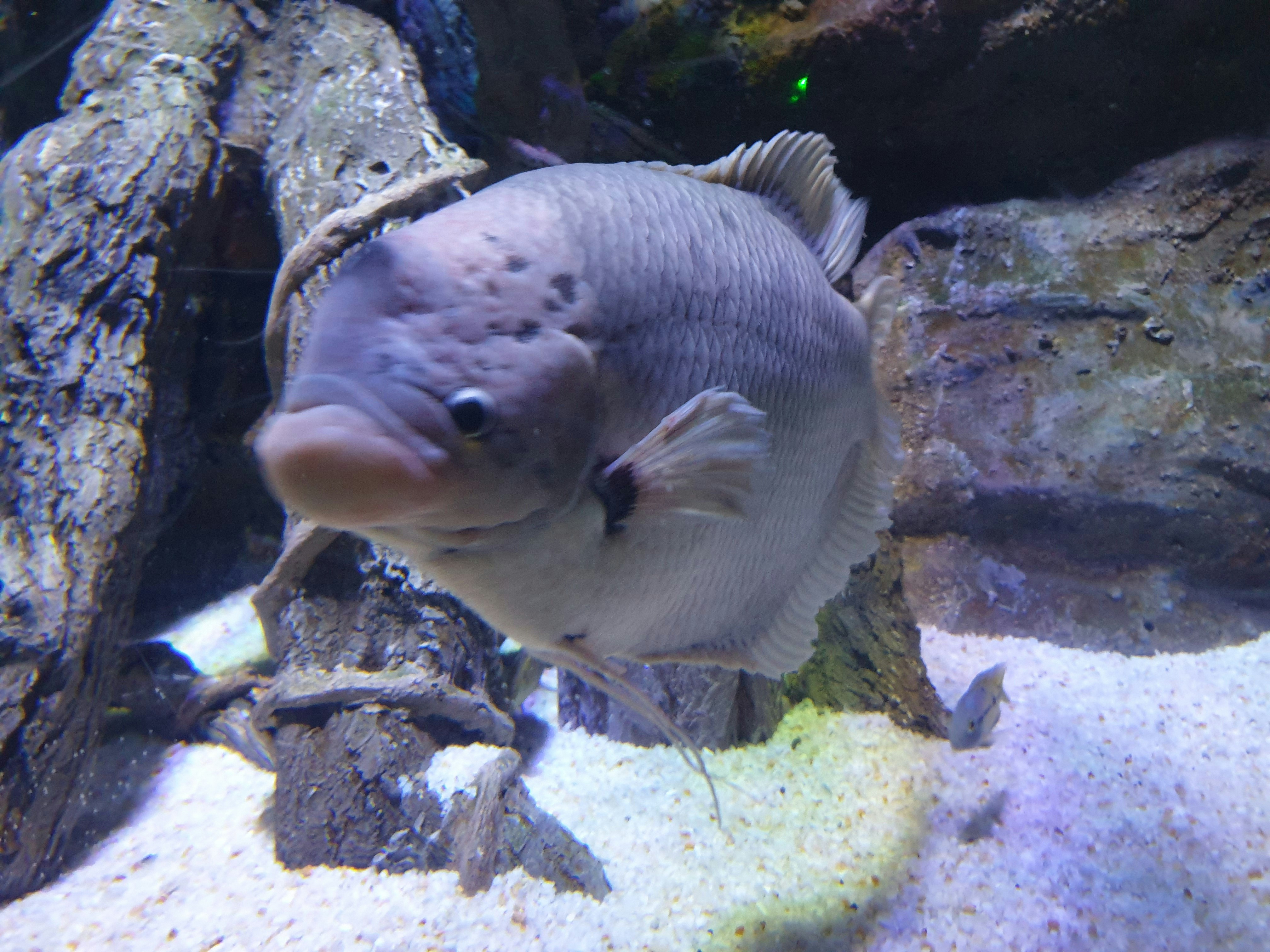 Pale Wanderer Between Driftwood: A Close-Quarter Aquarium Portrait