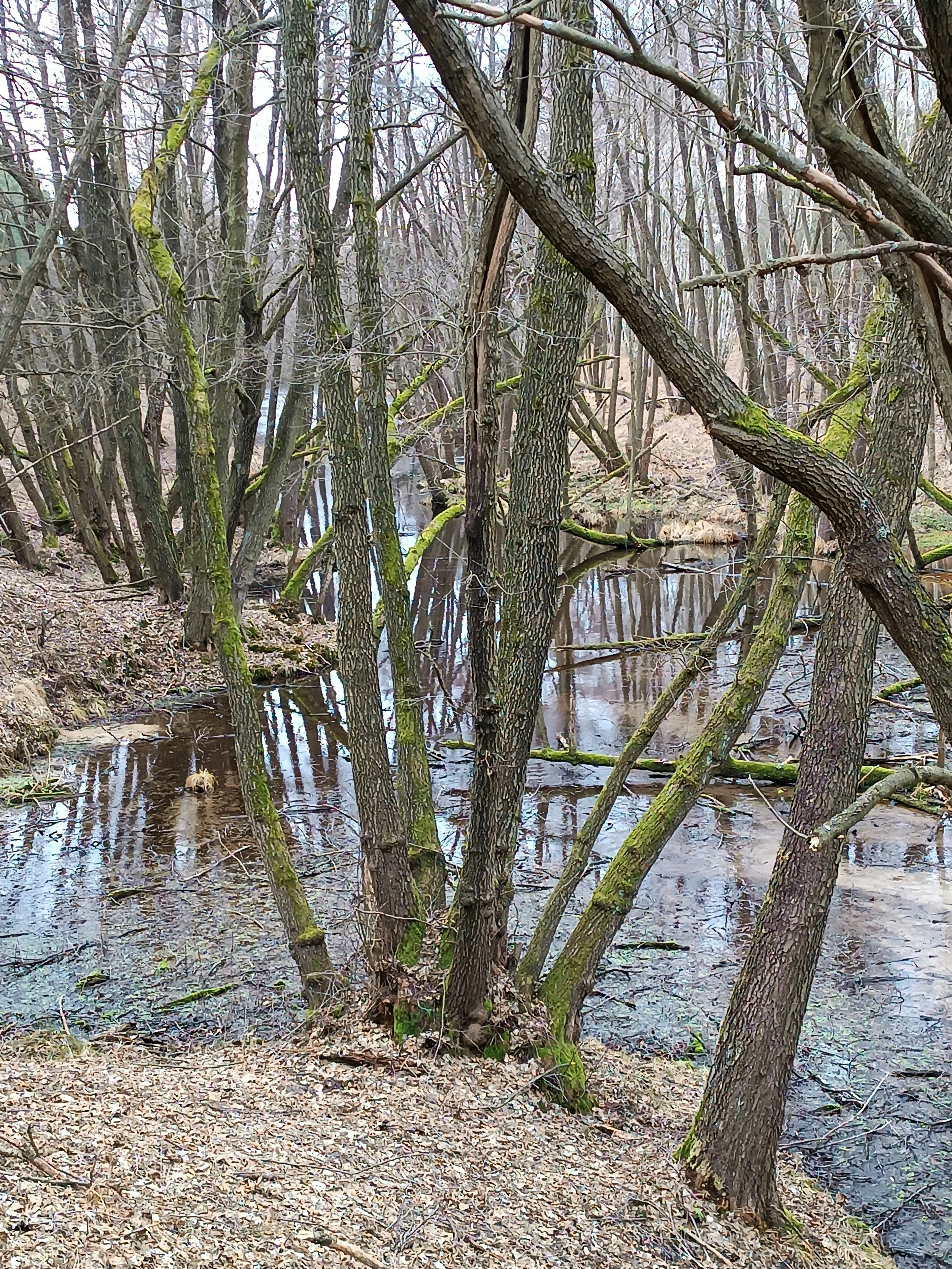 A river running through a forest filled with lots of trees photo – Free ...