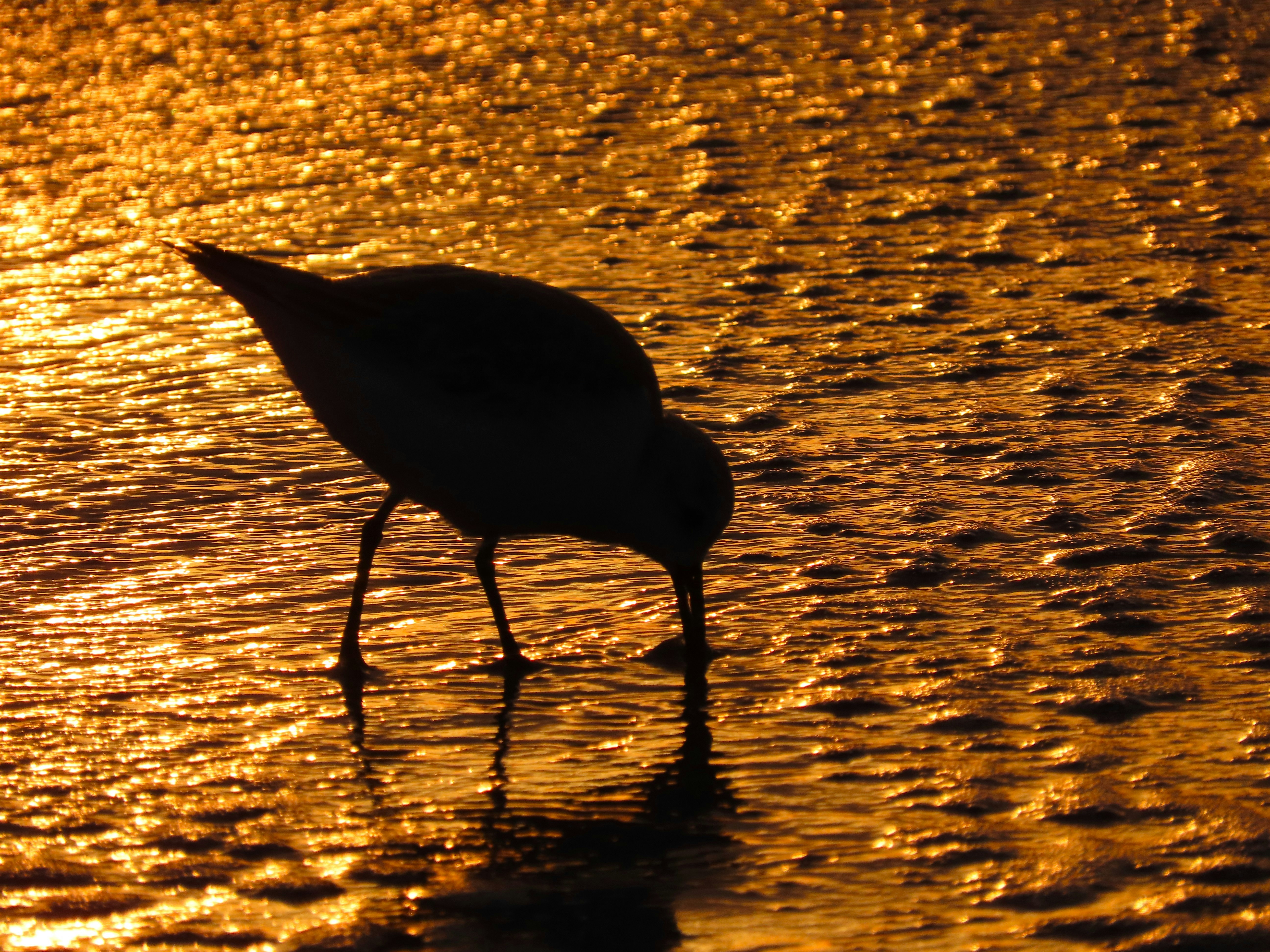 Sanderling (Calidris alba) silhouetted by the sunset while foraging on a beach.
