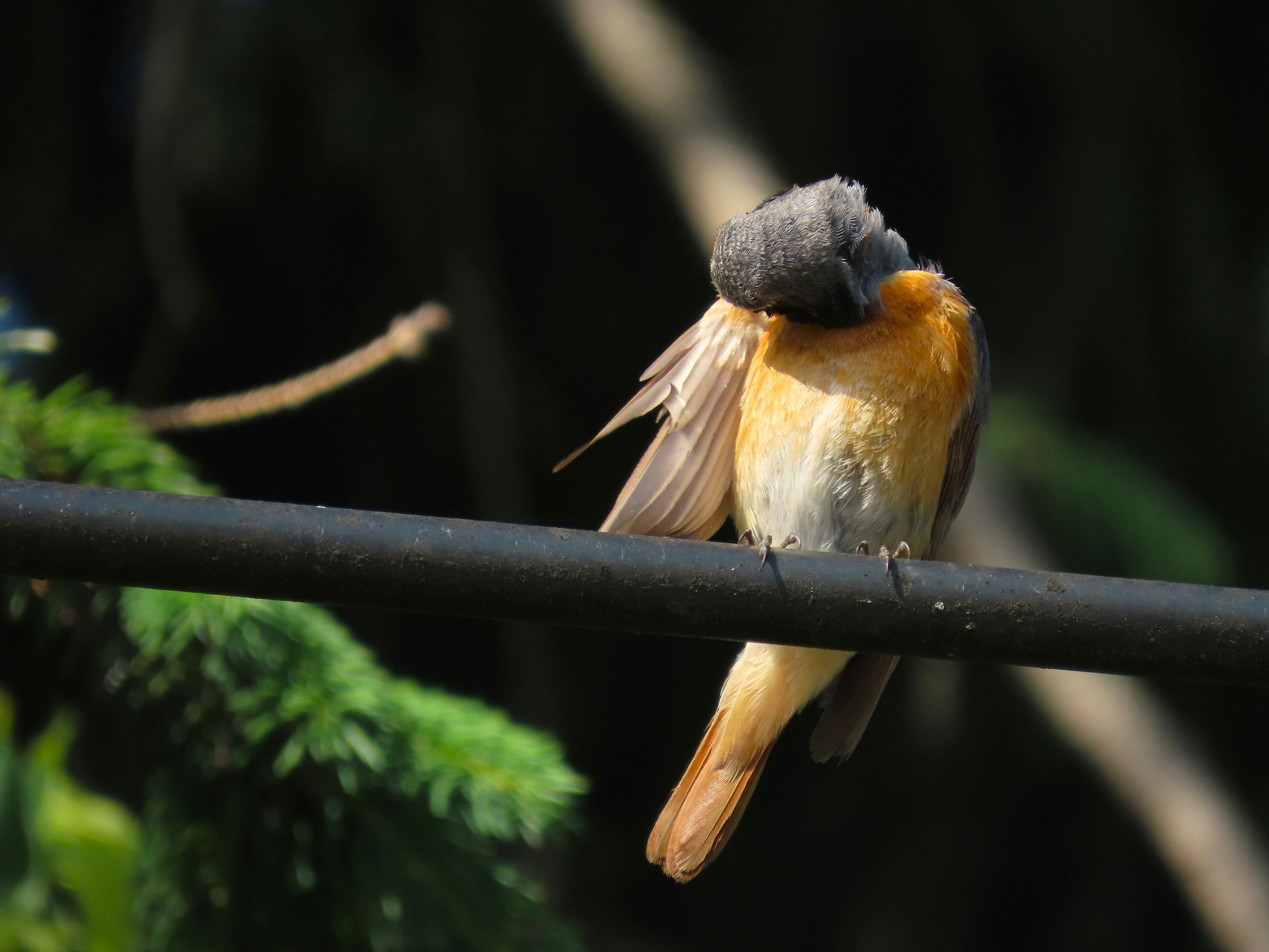 Railside Quiet: A Rustic Songbird Pauses on a Metal Bar