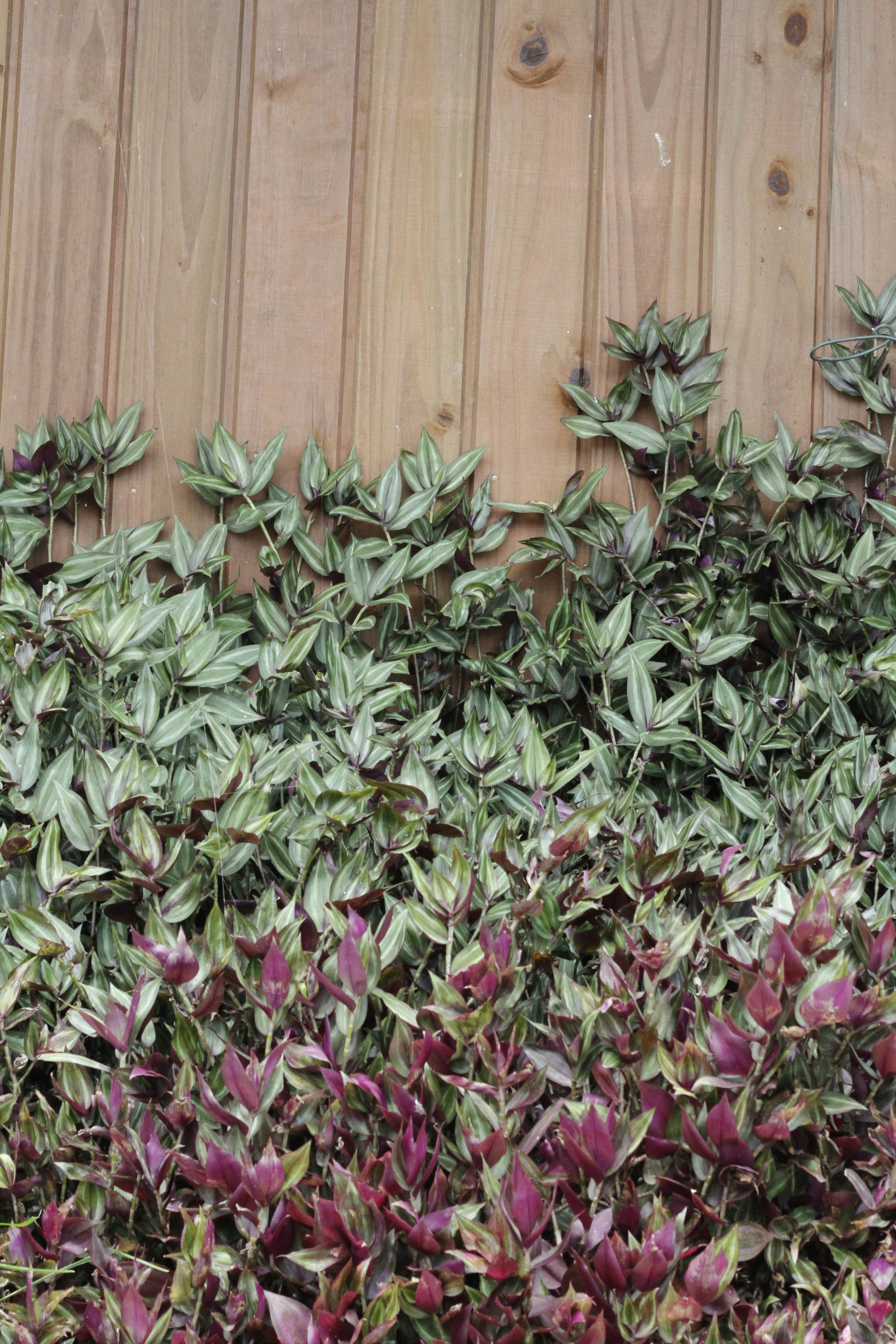 Emerald and Magenta Border Against a Cedar Fence