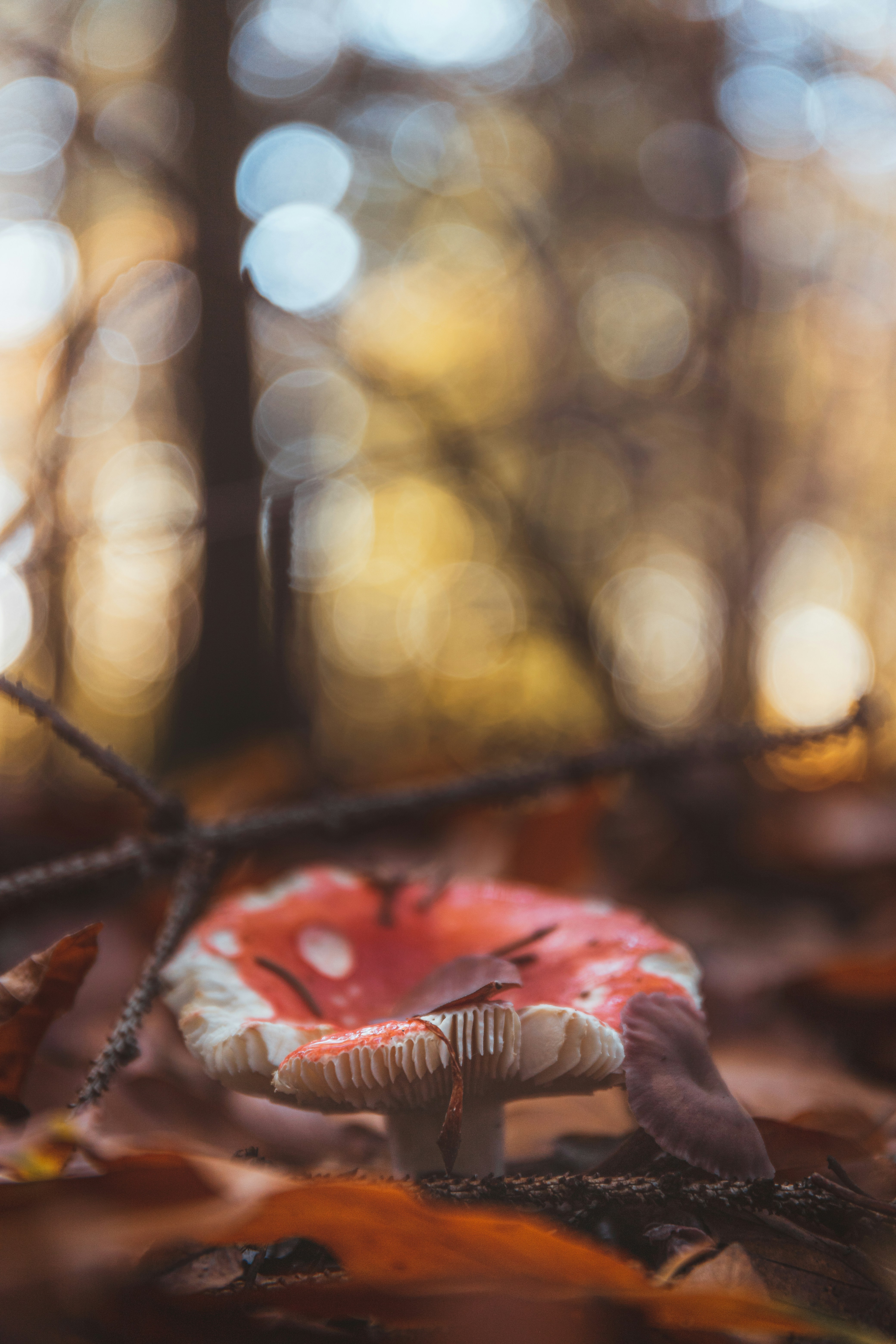Crimson Cap in Leaf-Litter: A Quiet Autumn Forest Micro-scene