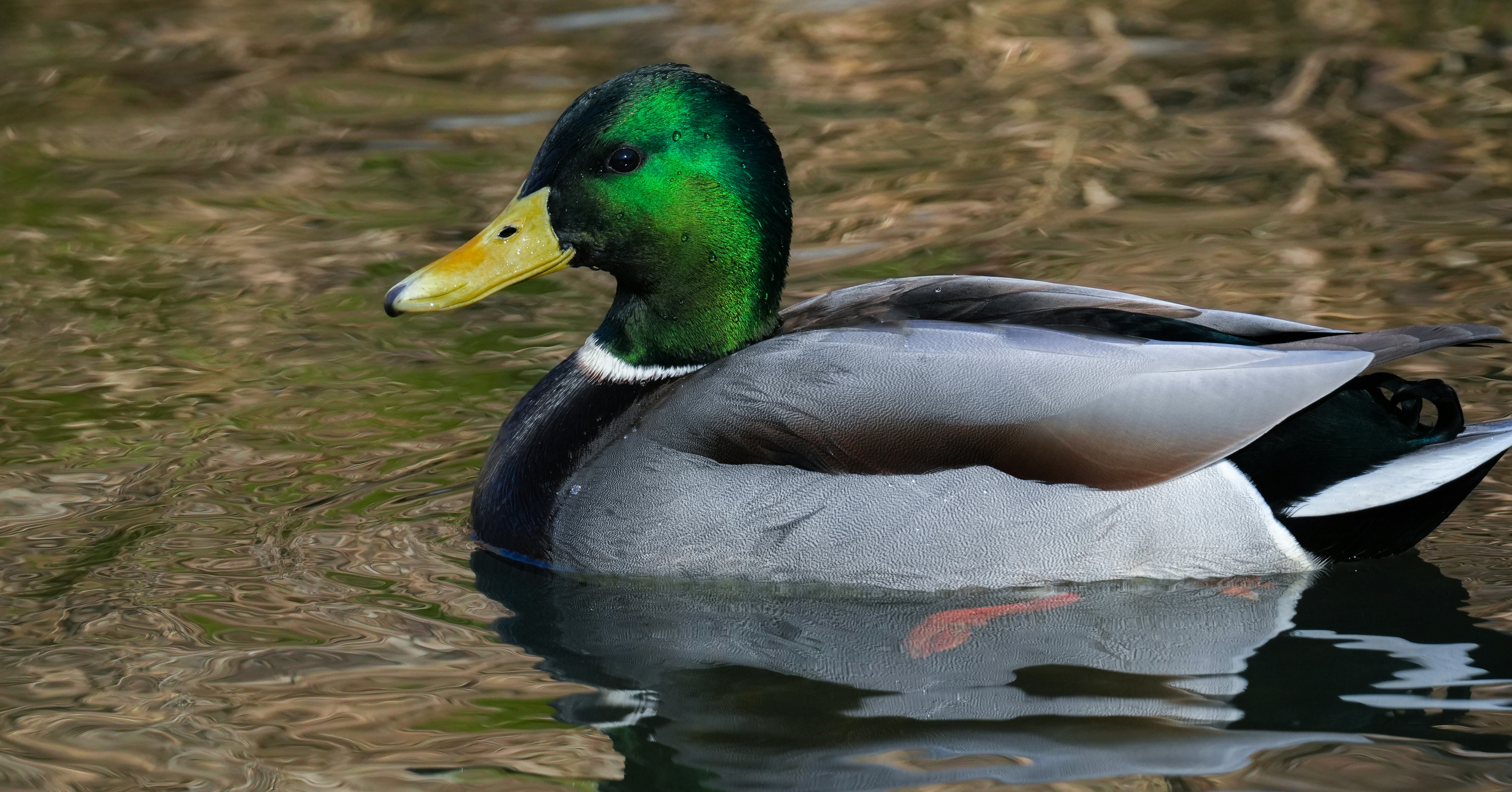 A mallard duck glides gracefully across a shimmering pond, showcasing its vibrant green head and sleek body. The tranquil water reflects the surrounding nature.