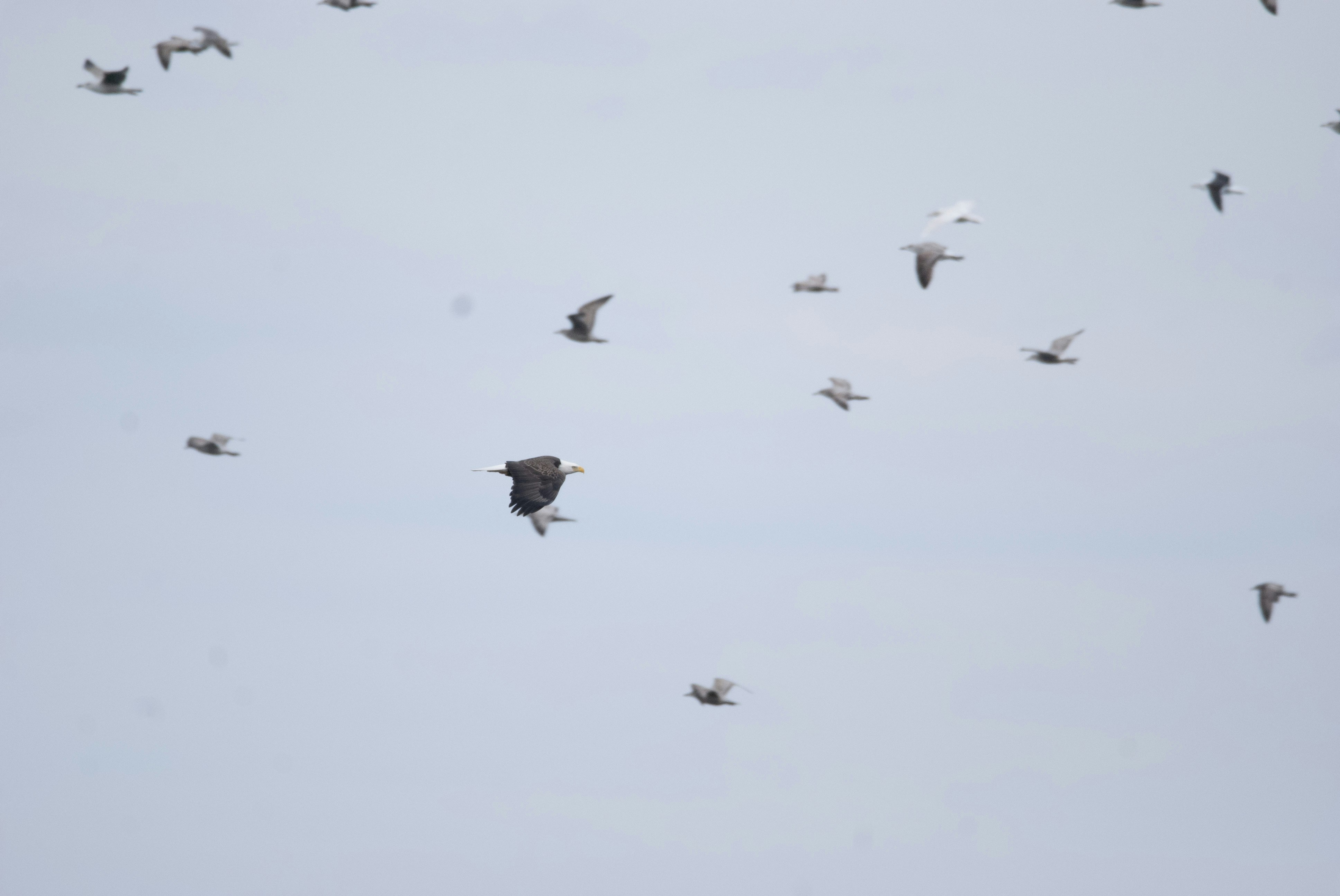 Bald Eagle Flying into a Flock of Great Black Backed Gulls