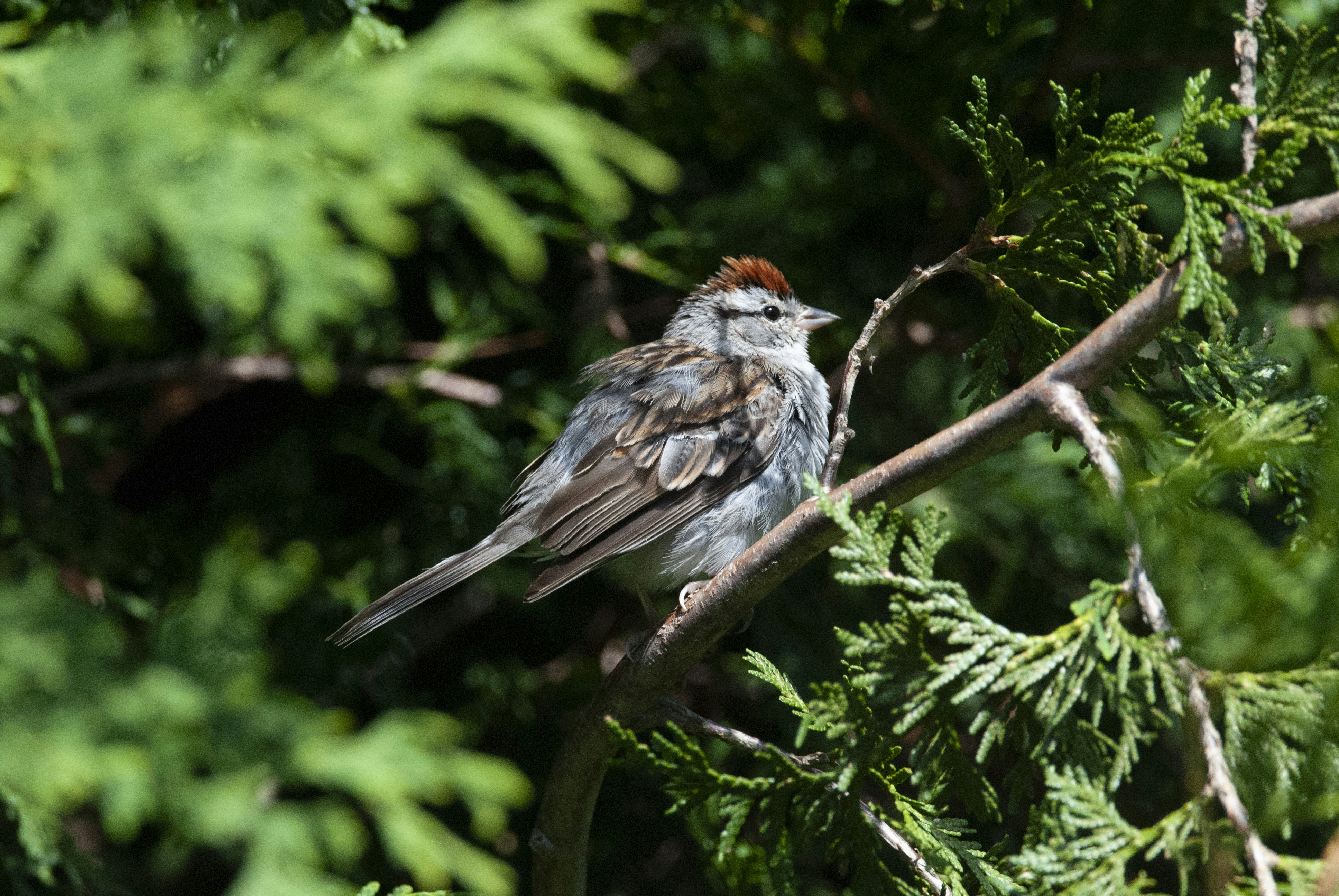 Sample photo from Nikon D40X