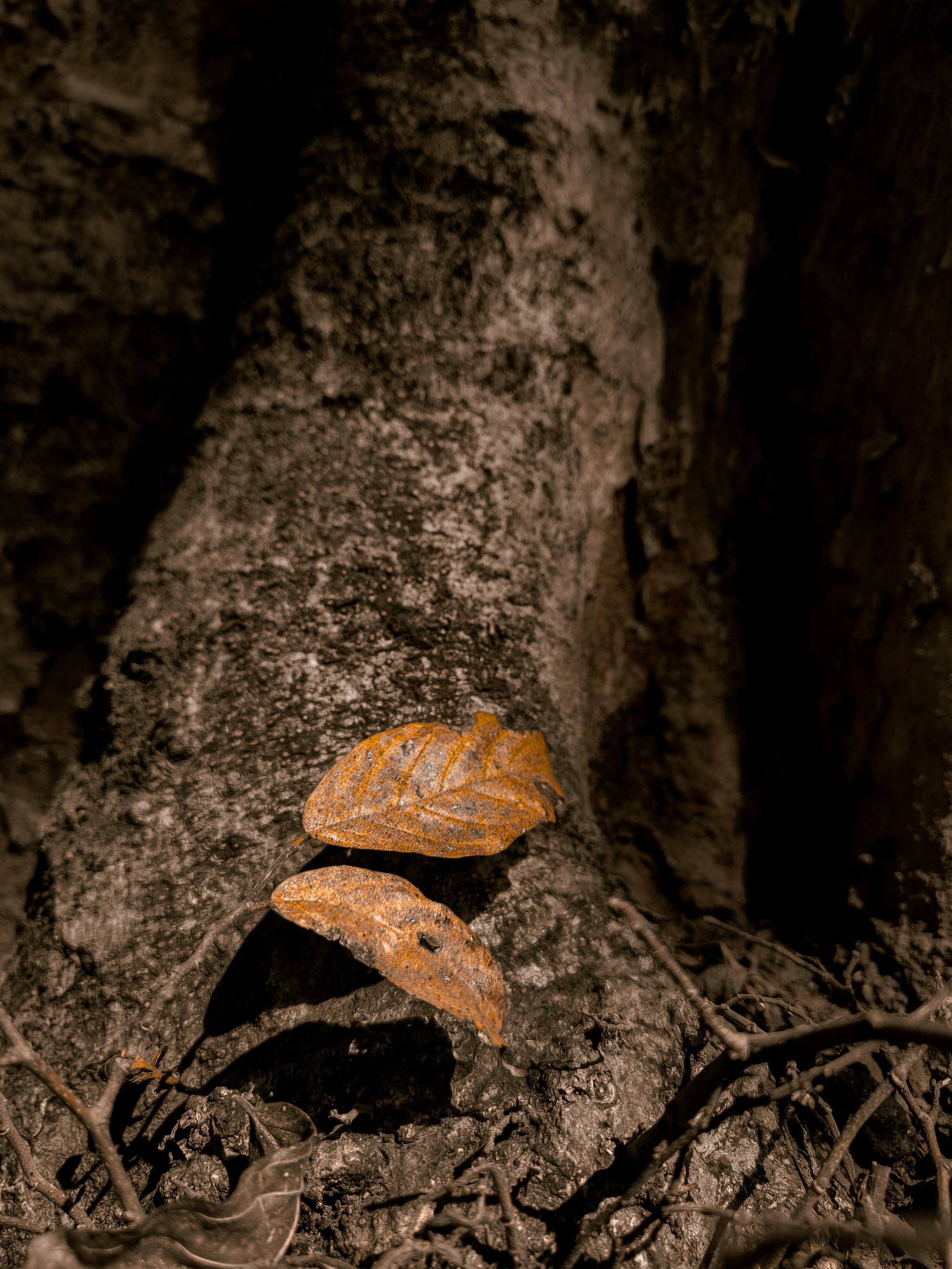 Amber Leaves at the Base of a Weathered Tree Trunk