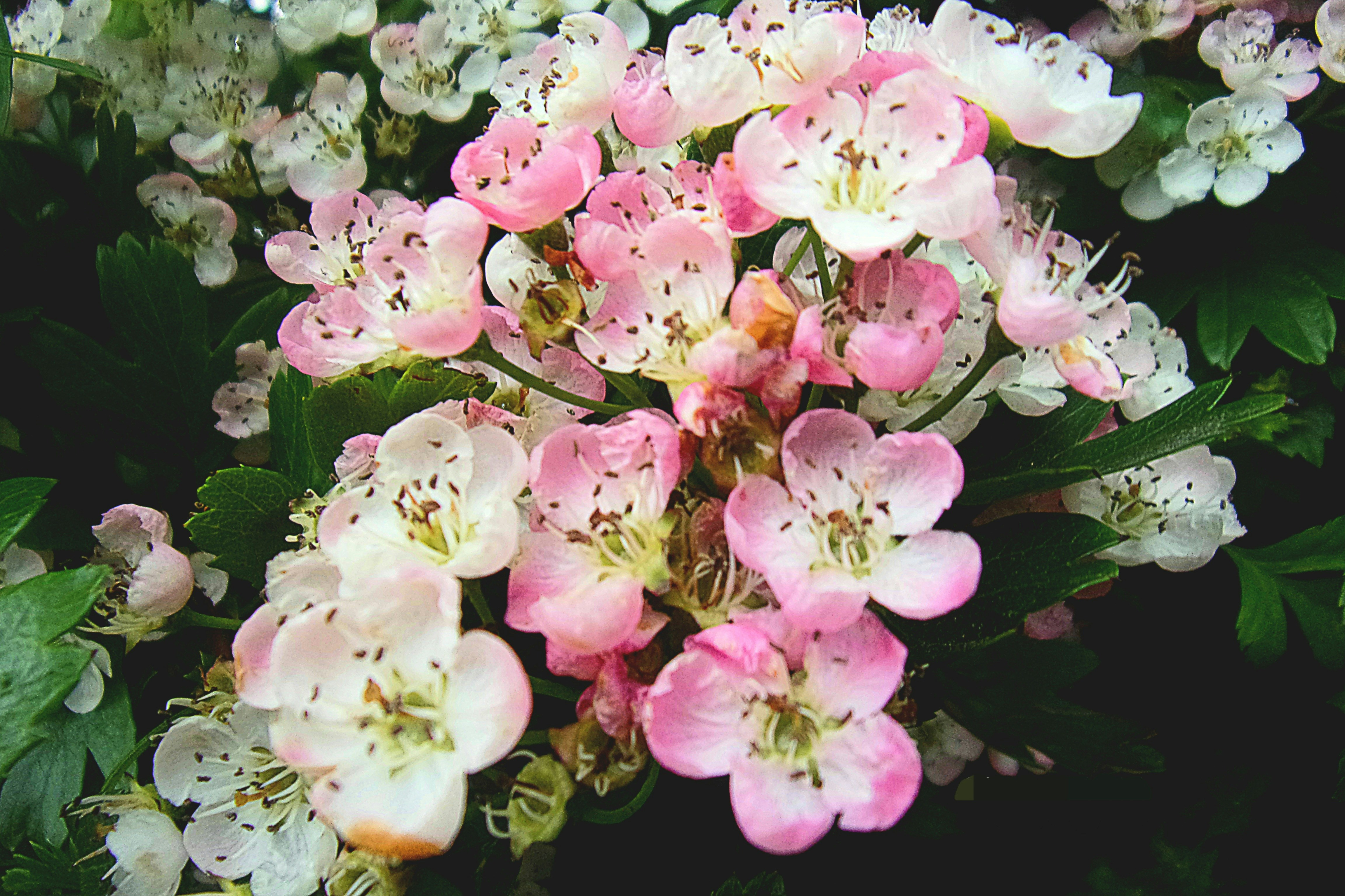 Petal Mosaic: A Close-Up of Pink-White Hydrangea Blossoms