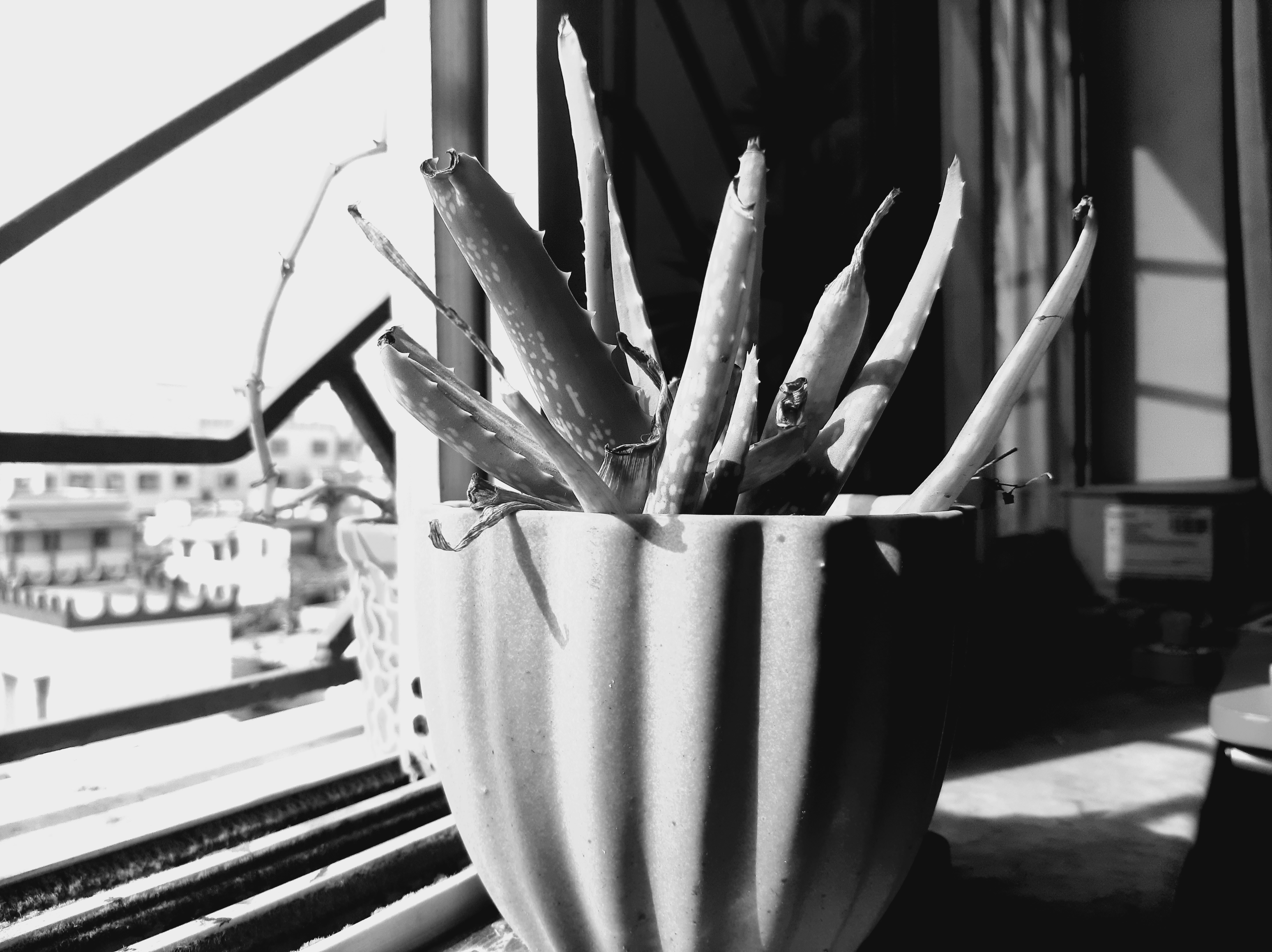 Chiaroscuro Spikes: Window-Side Succulent in High-Contrast Light