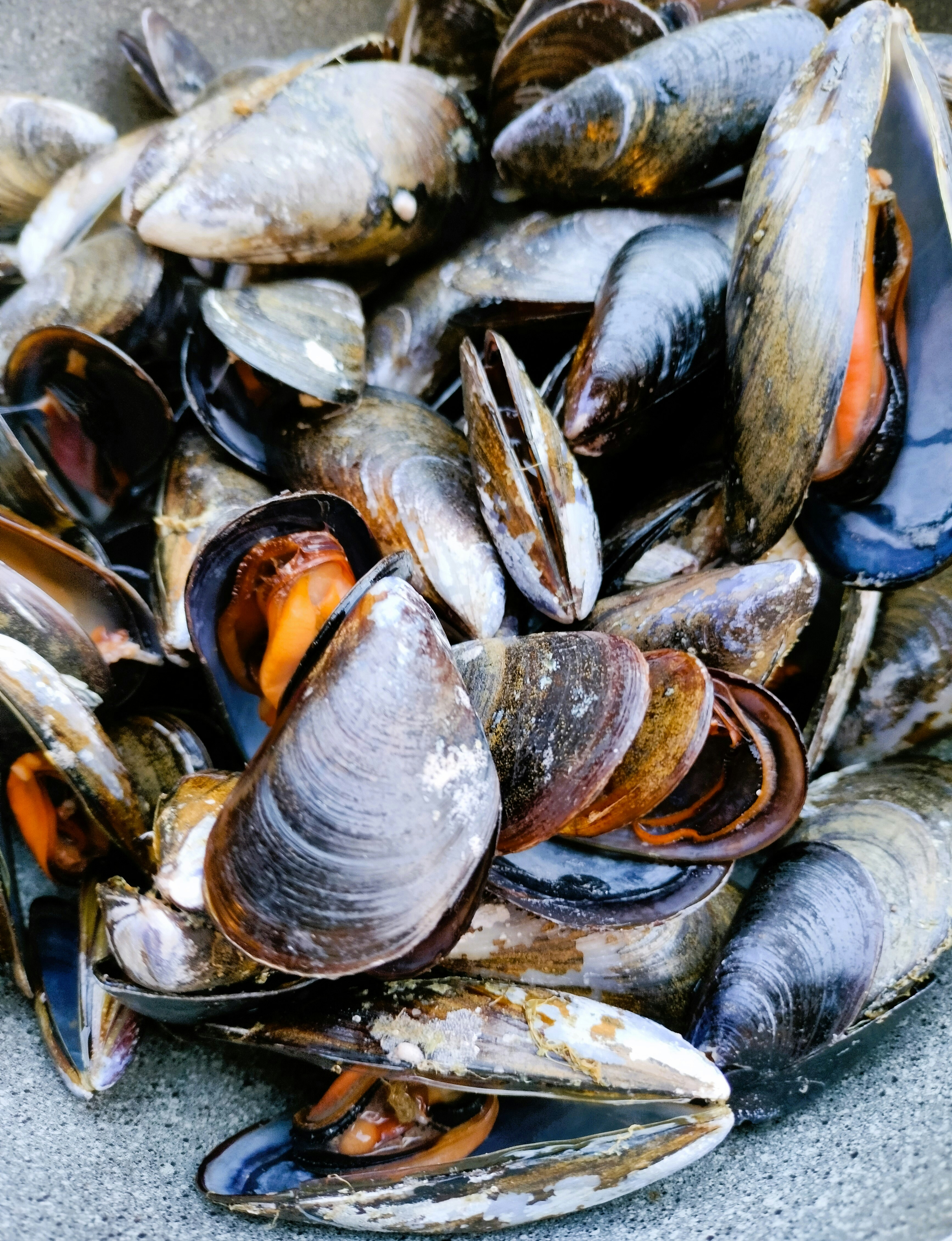 A bowl full of mussels sitting on top of a table photo – Free ...